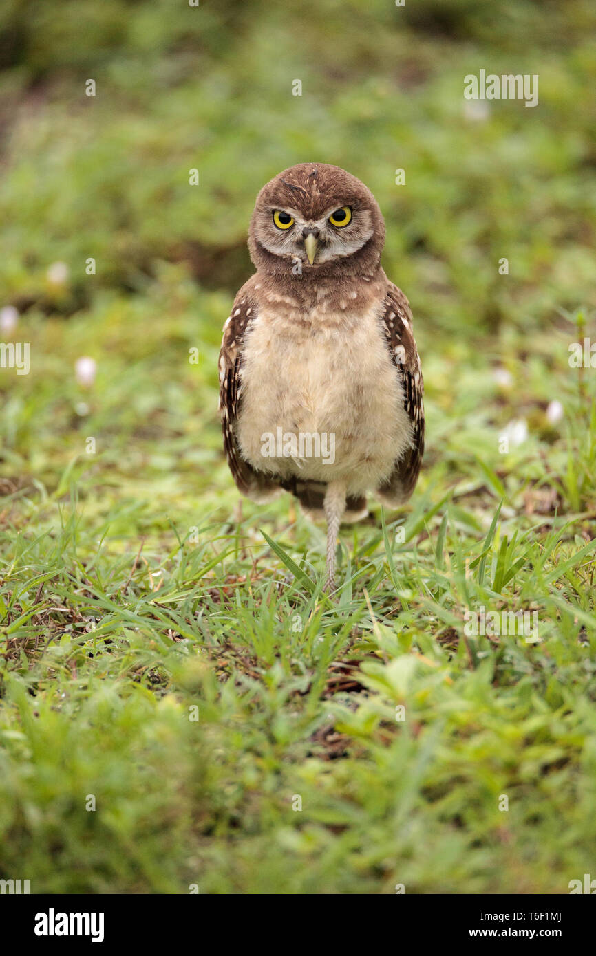 Baby burrowing owl hi-res stock photography and images - Alamy