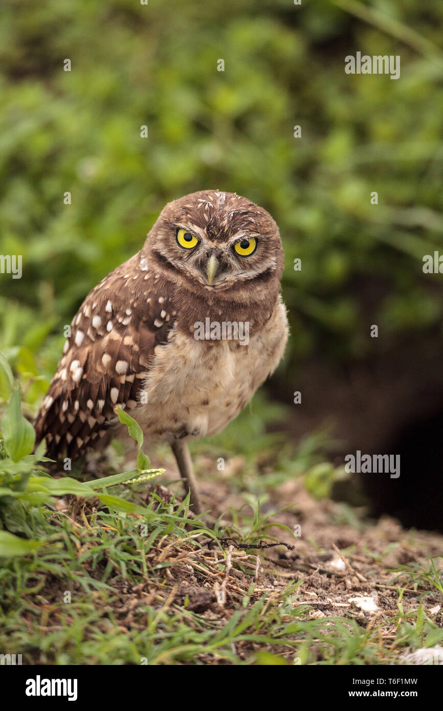 Adult Burrowing owl Athene cunicularia perched outside its burrow Stock ...