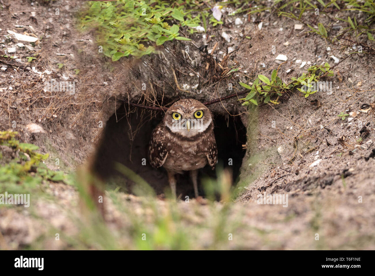 Baby Burrowing owl Athene cunicularia perched outside its burrow Stock ...