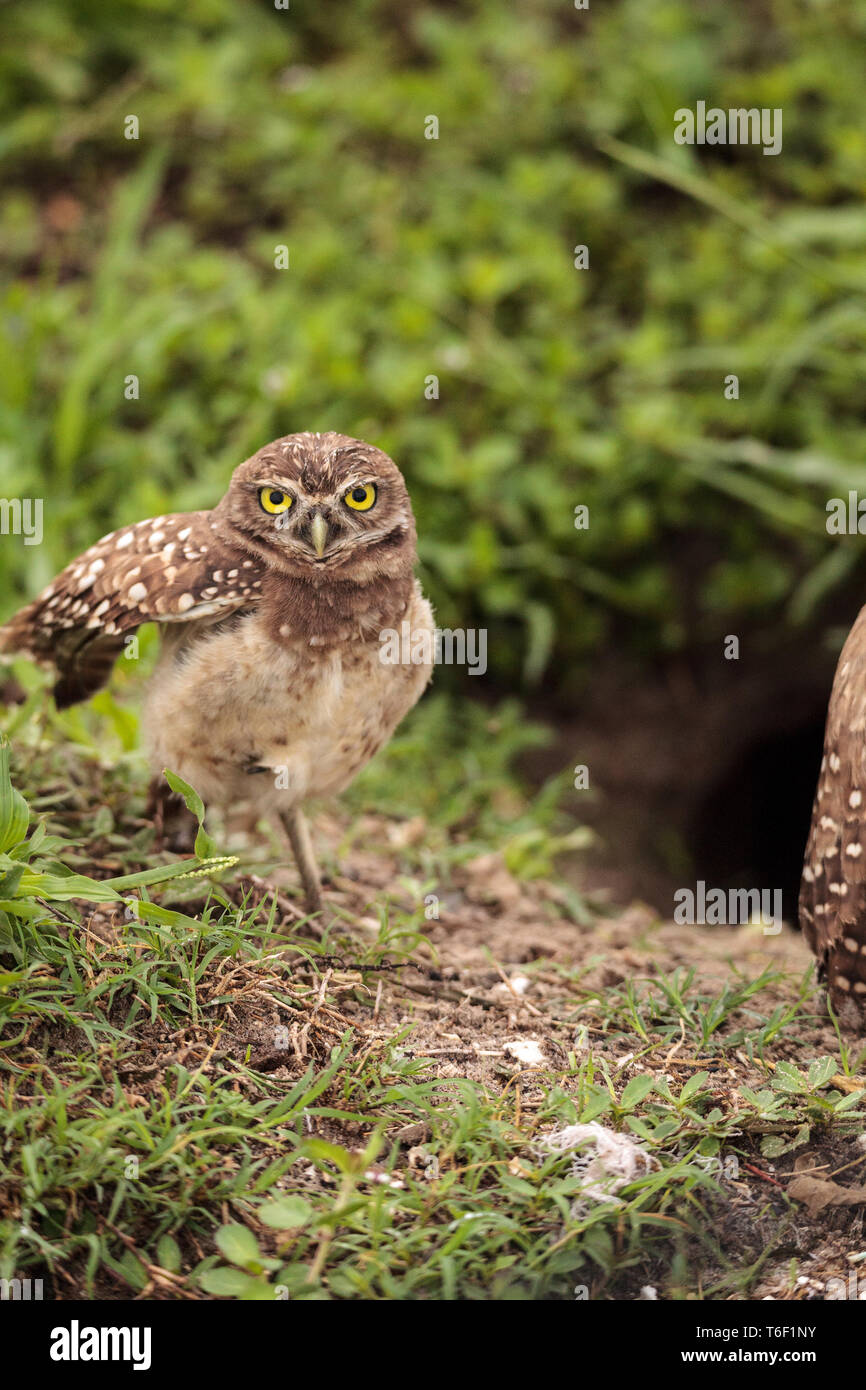 Adult Burrowing owl Athene cunicularia perched outside its burrow Stock ...