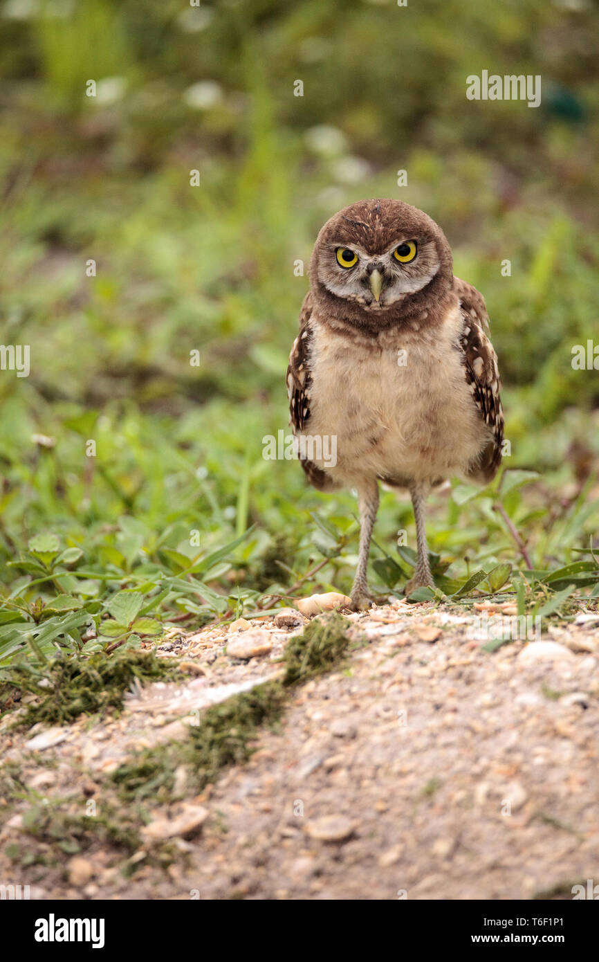 Baby Burrowing owl Athene cunicularia perched outside its burrow Stock ...