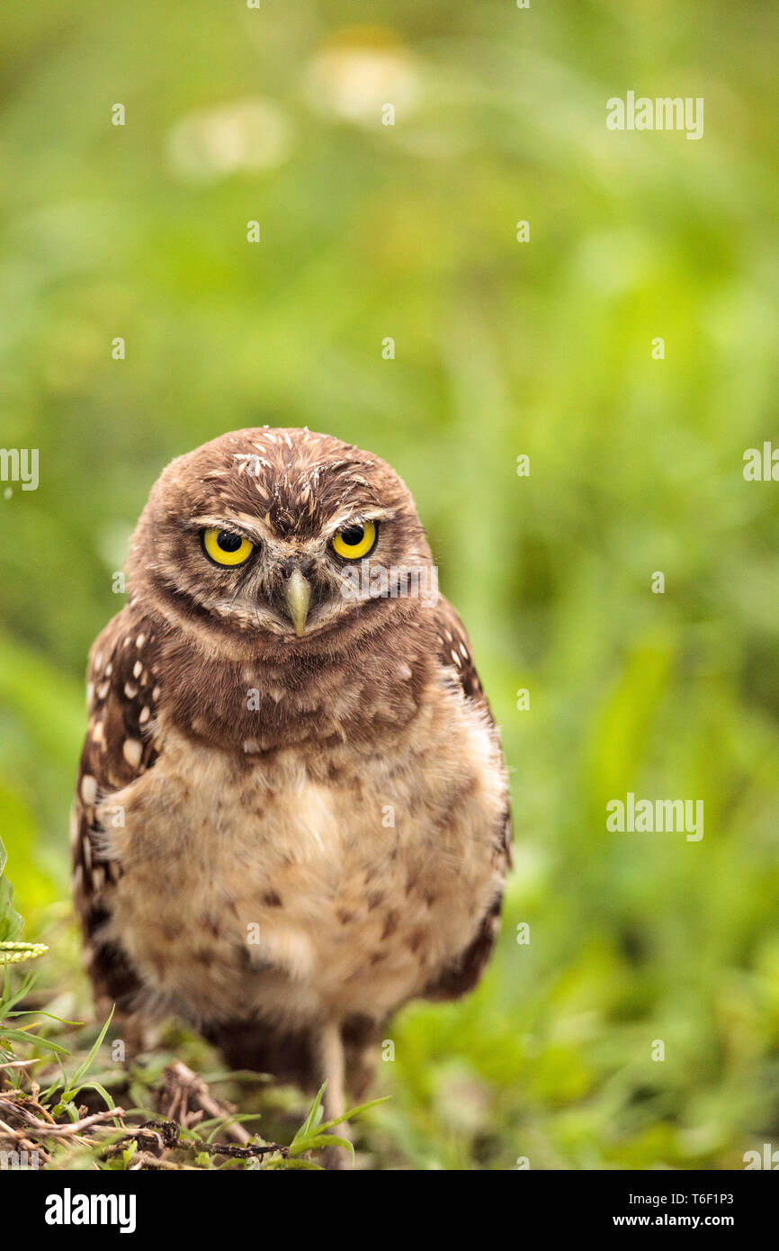 Baby Burrowing owl Athene cunicularia perched outside its burrow Stock ...
