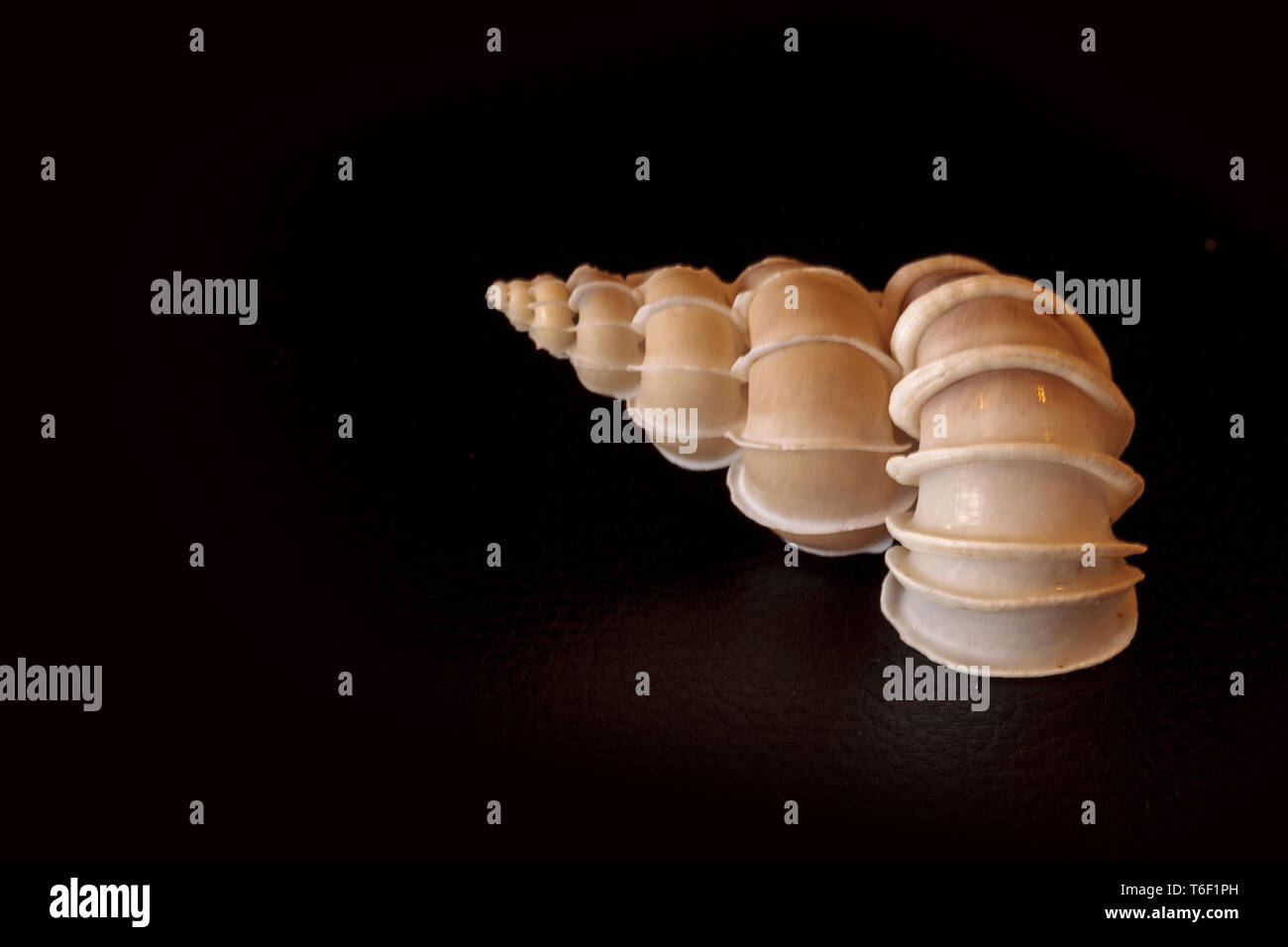 Wentletrap shells hi-res stock photography and images - Alamy