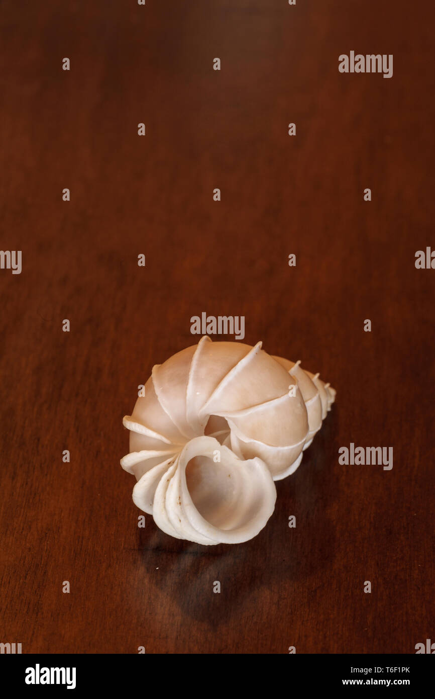 Wentletrap shells hi-res stock photography and images - Alamy