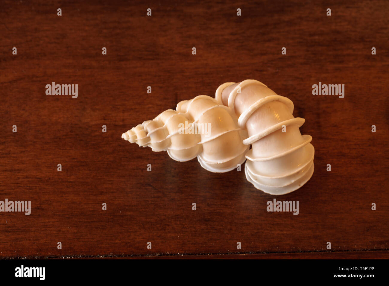 Precious wentletrap Epitonium scalare seashell Stock Photo - Alamy