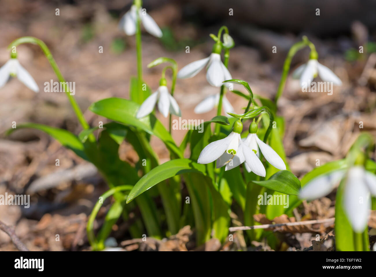 White spring flowers hi-res stock photography and images - Alamy