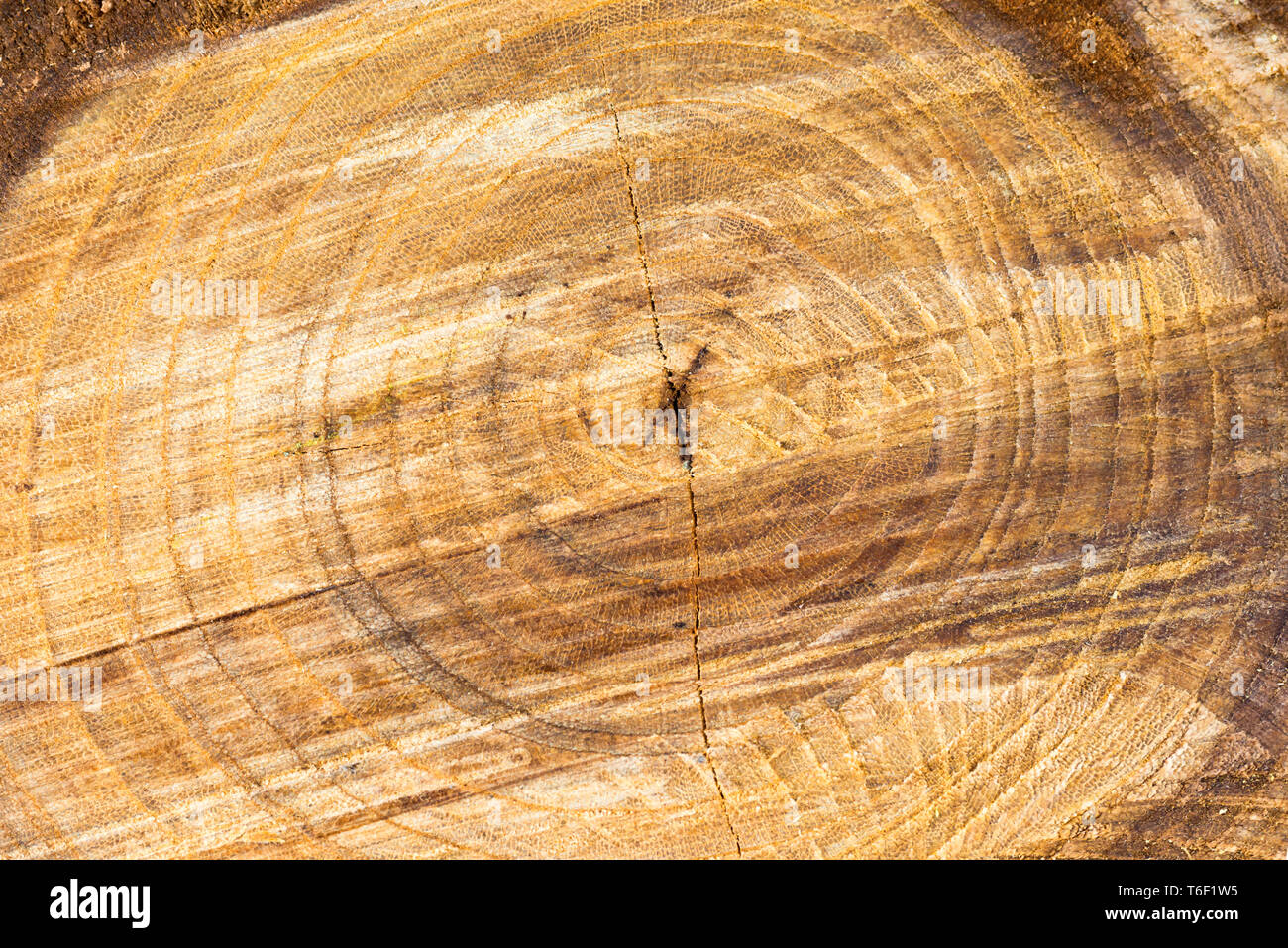 Wooden tree trunk texture Stock Photo - Alamy