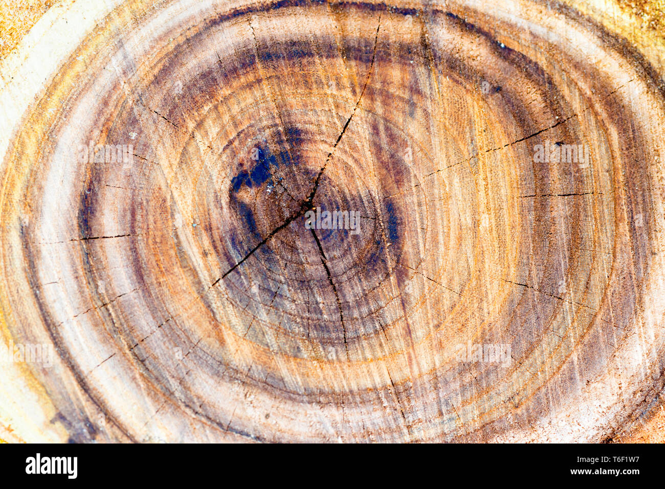 Wooden tree trunk texture Stock Photo - Alamy