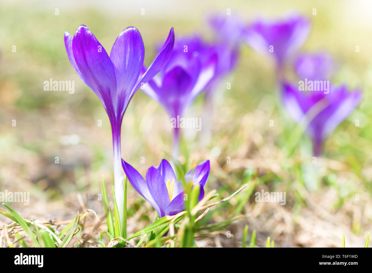 Beautiful violet crocuses flowers hi-res stock photography and images ...