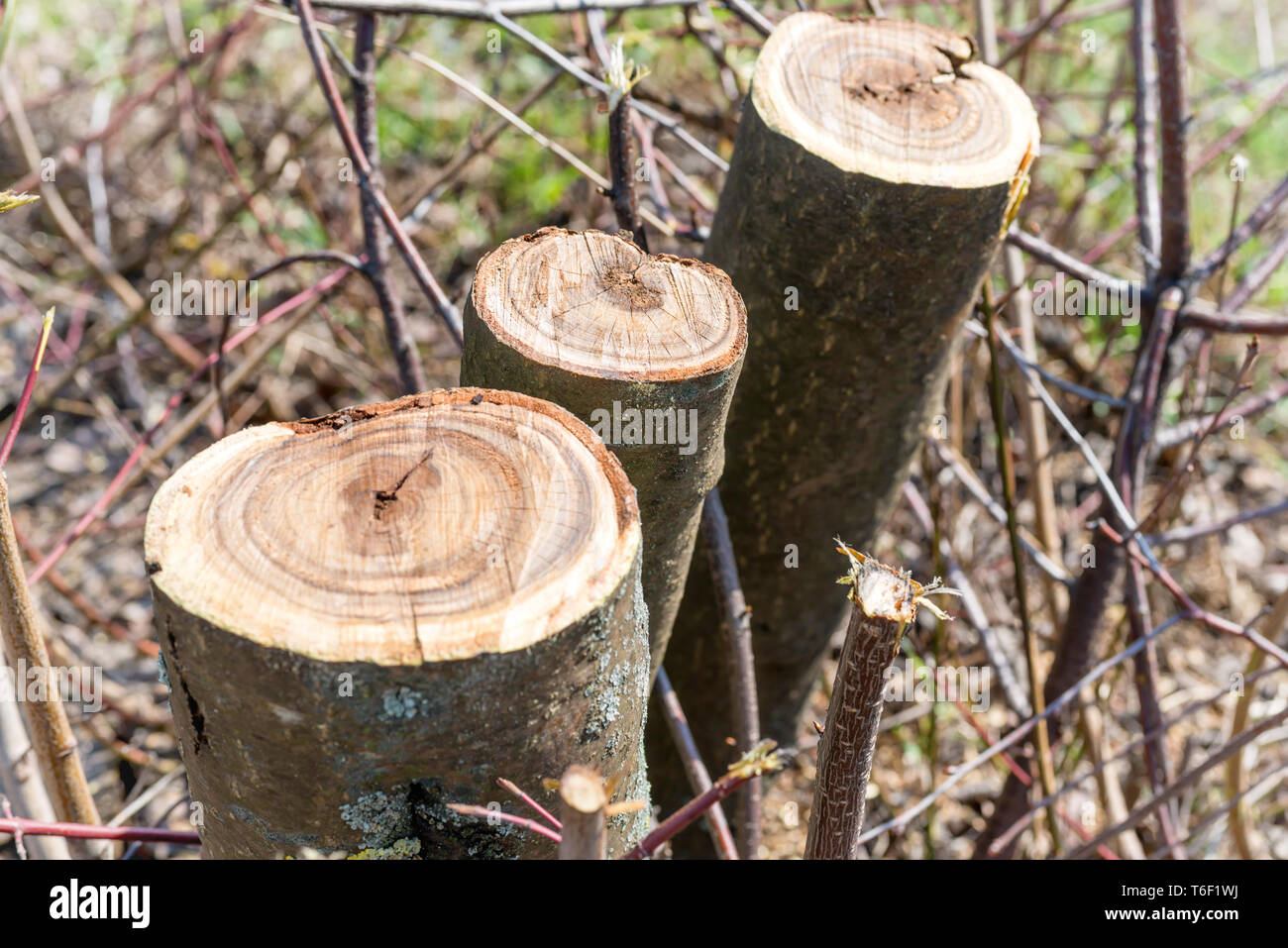 Trunks of trimmed trees Stock Photo - Alamy