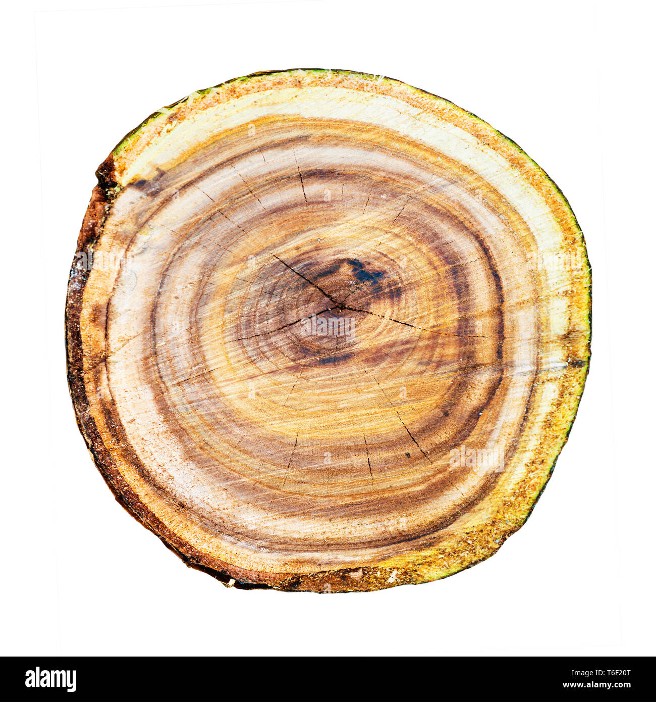 Wooden tree trunk texture Stock Photo - Alamy