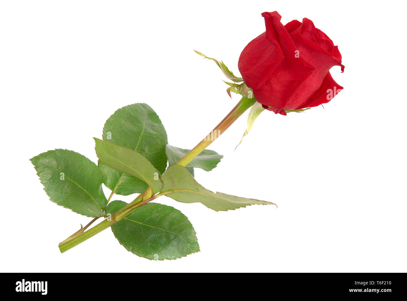 Red rose with green leaves Stock Photo - Alamy