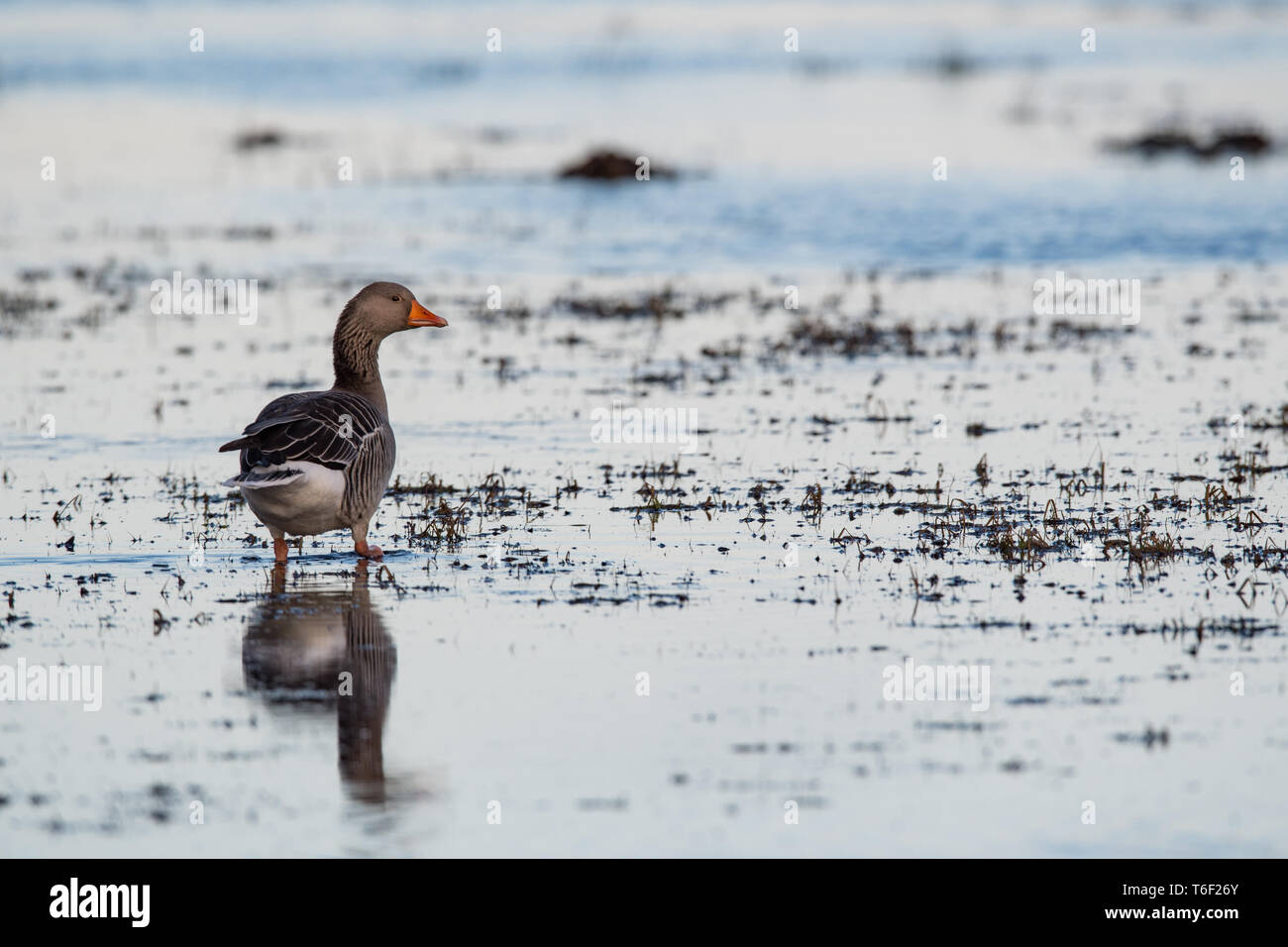 German goose hi-res stock photography and images - Alamy