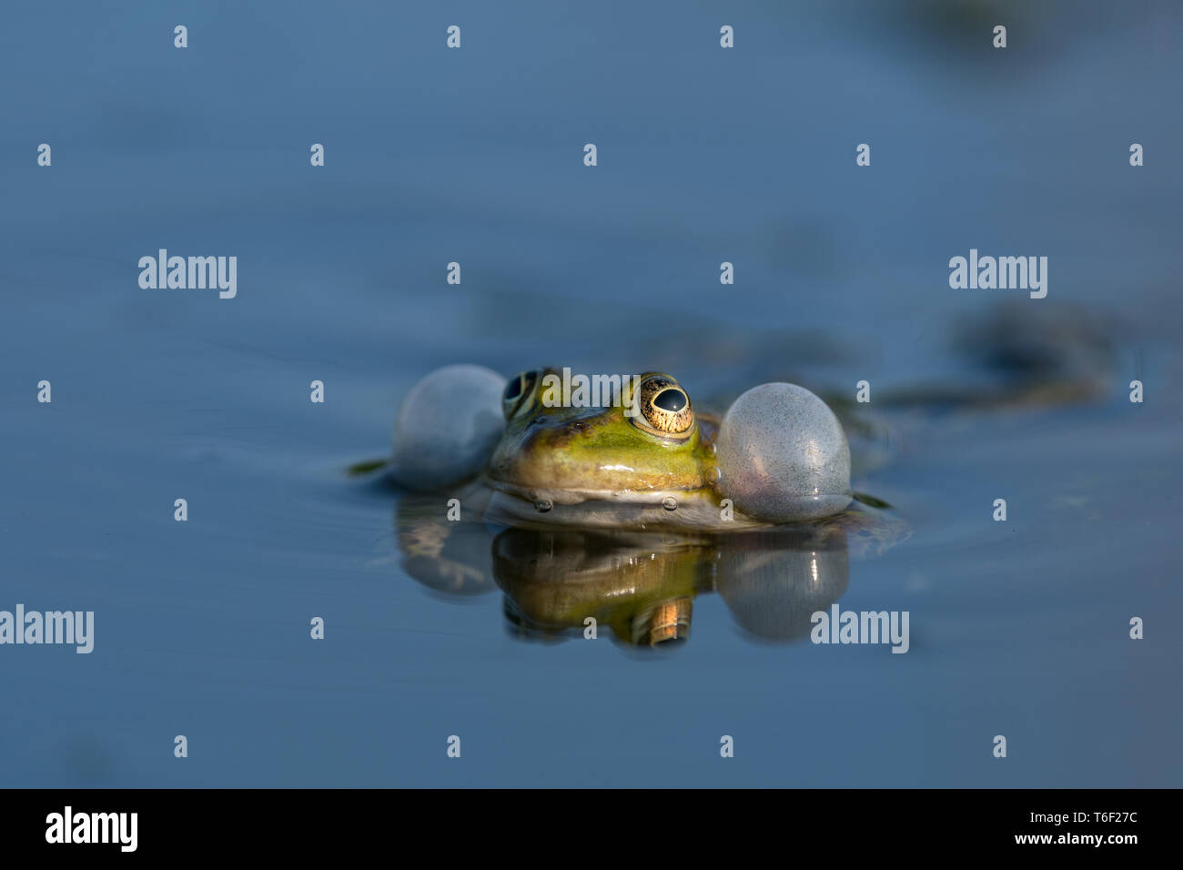 frog in a German marsh Stock Photo - Alamy