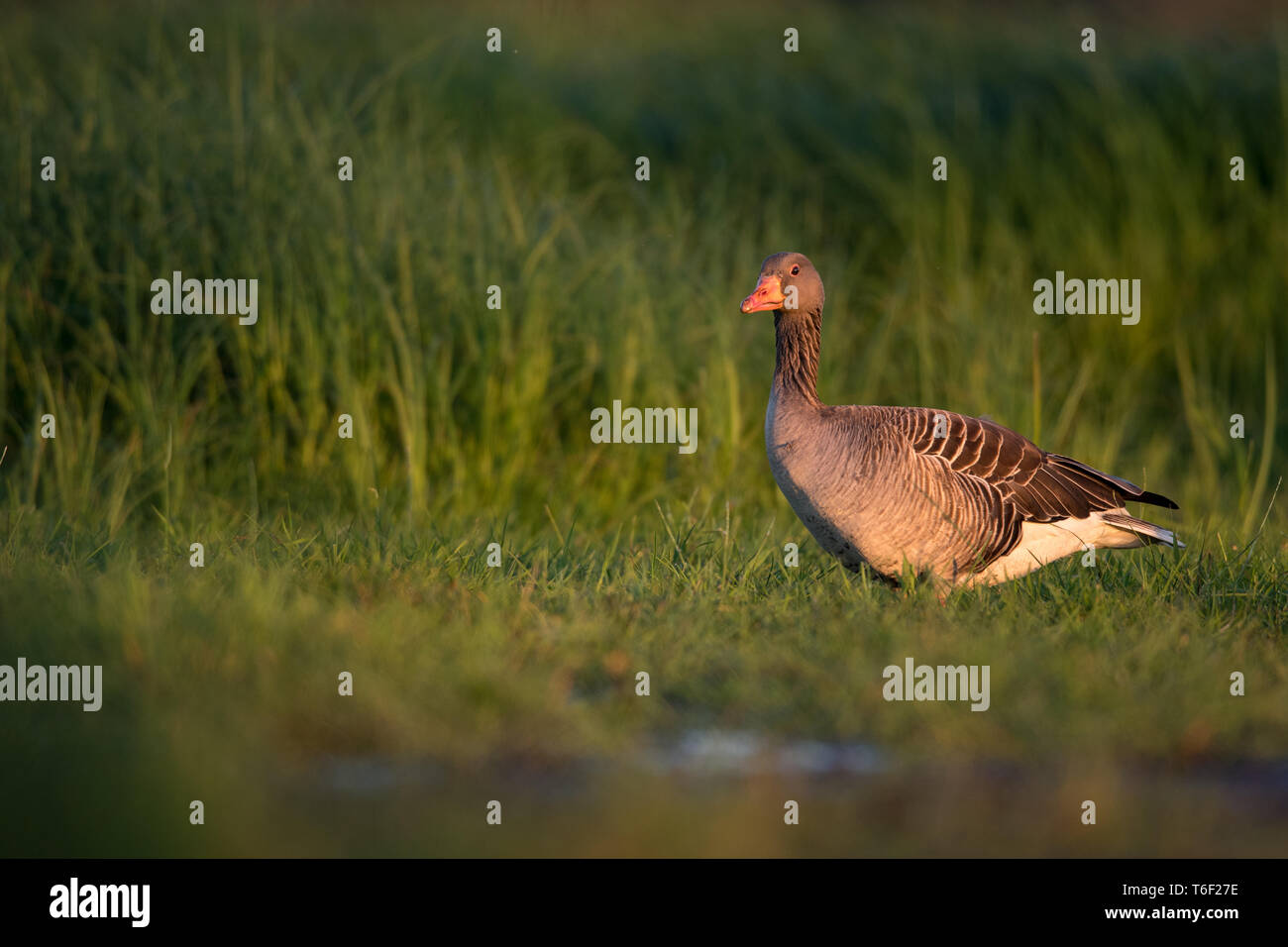 German goose hi-res stock photography and images - Alamy