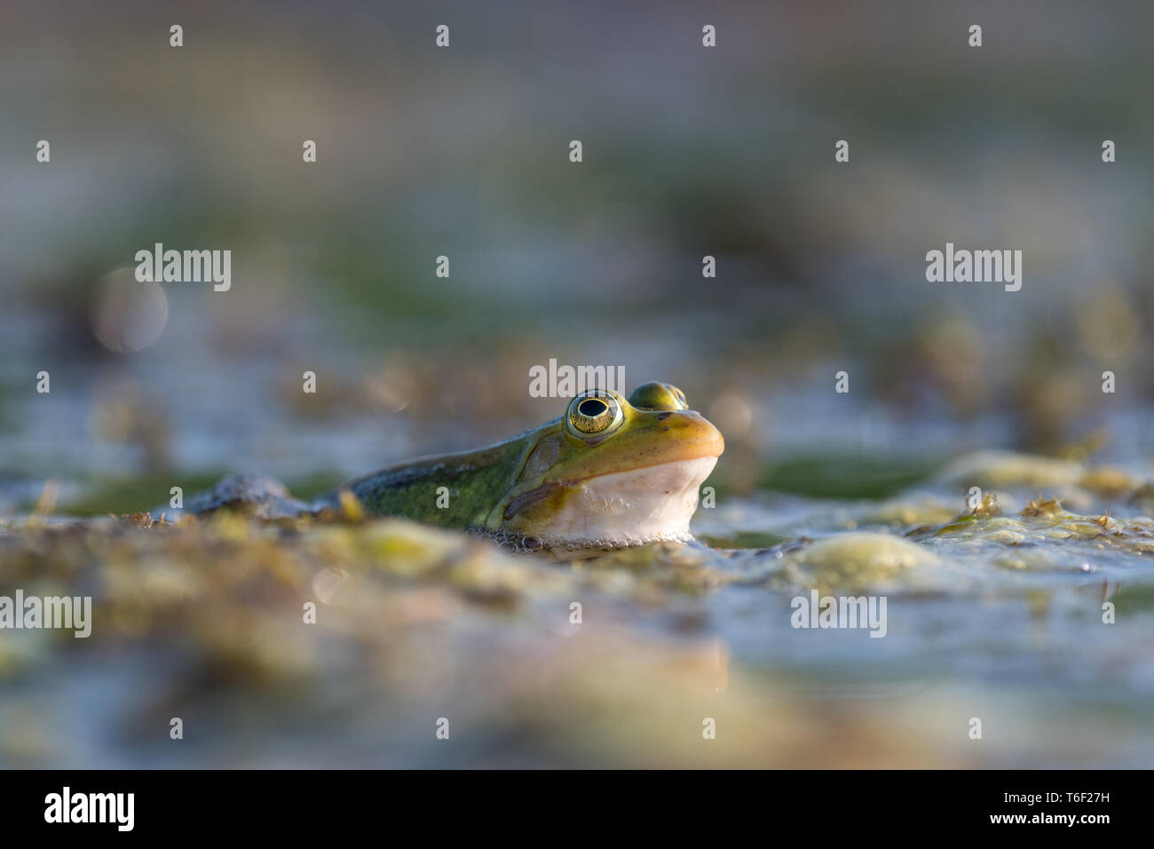 frog in a German marsh Stock Photo - Alamy