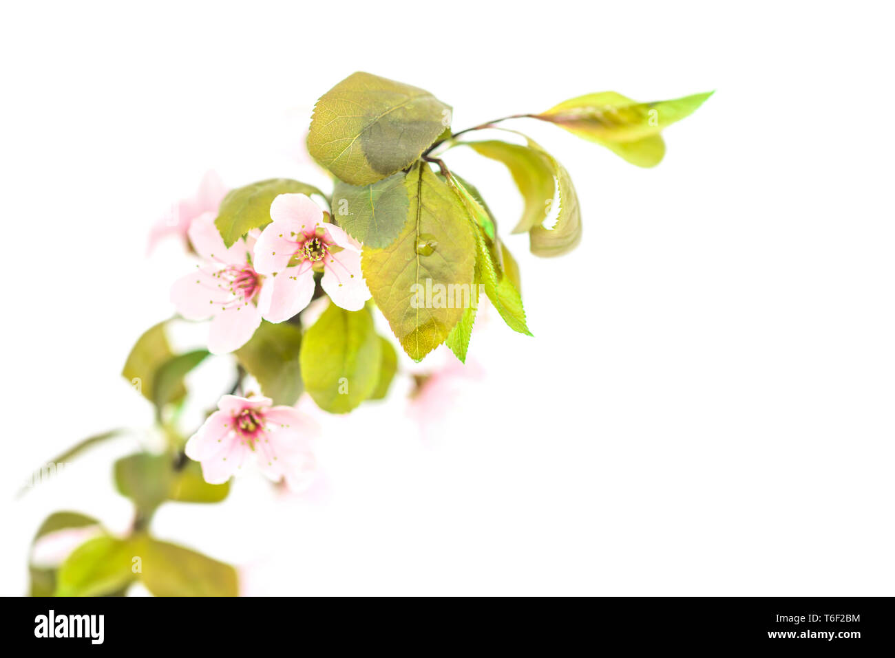 Korean tree branch Cut Out Stock Images & Pictures - Alamy