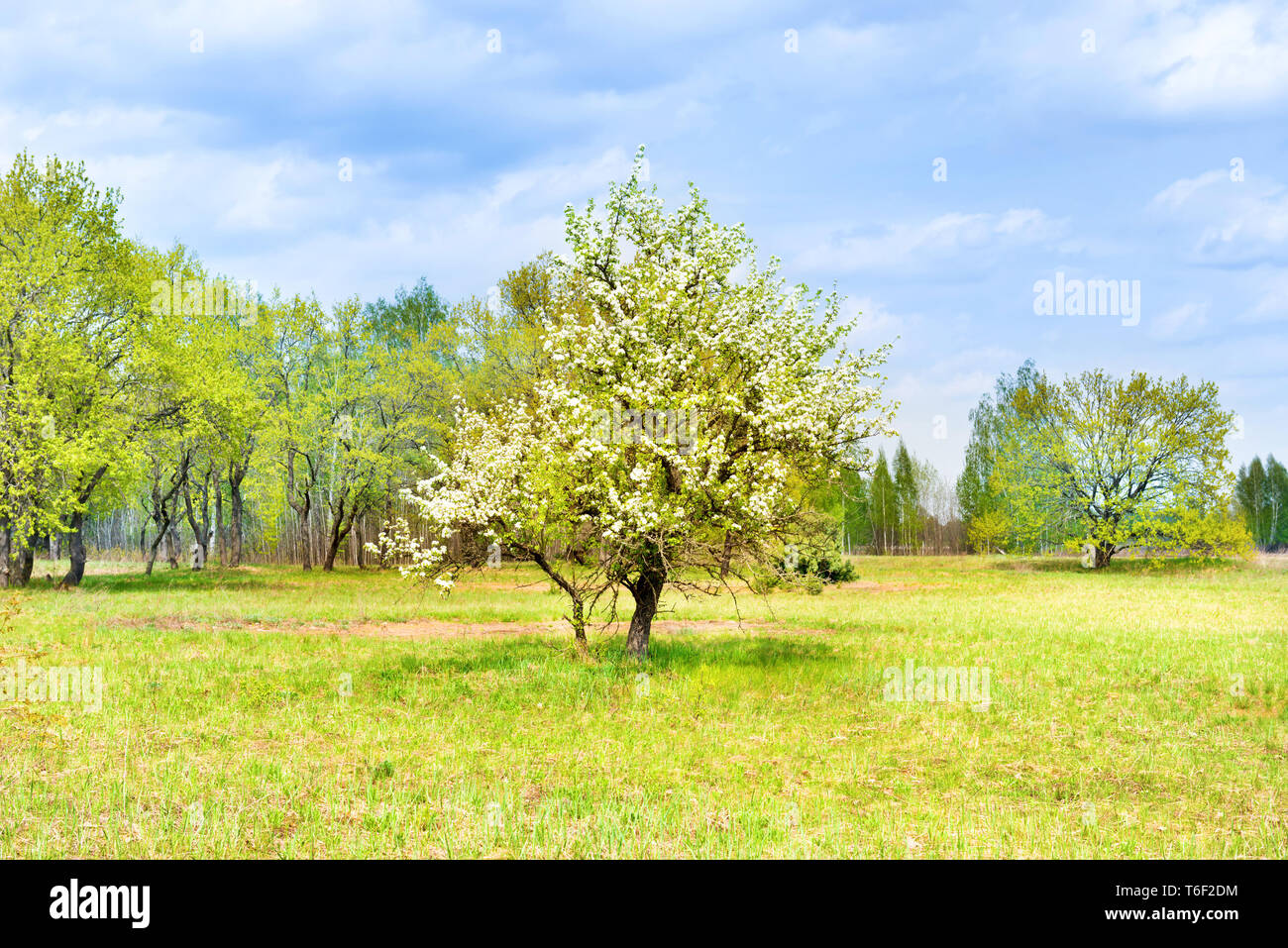 Tree in flowers on field Stock Photo - Alamy