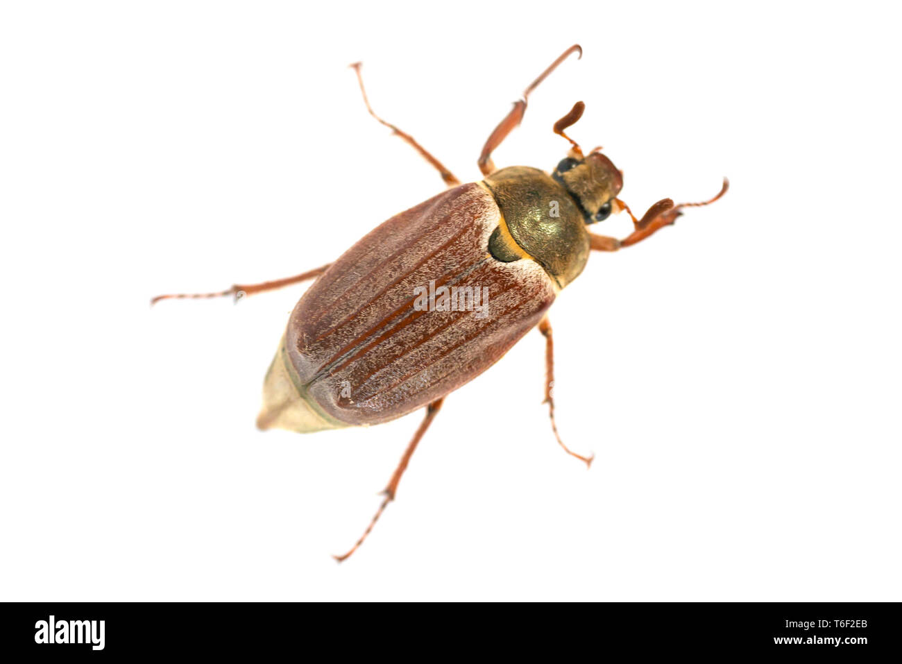 May bug or cockchafer Stock Photo - Alamy