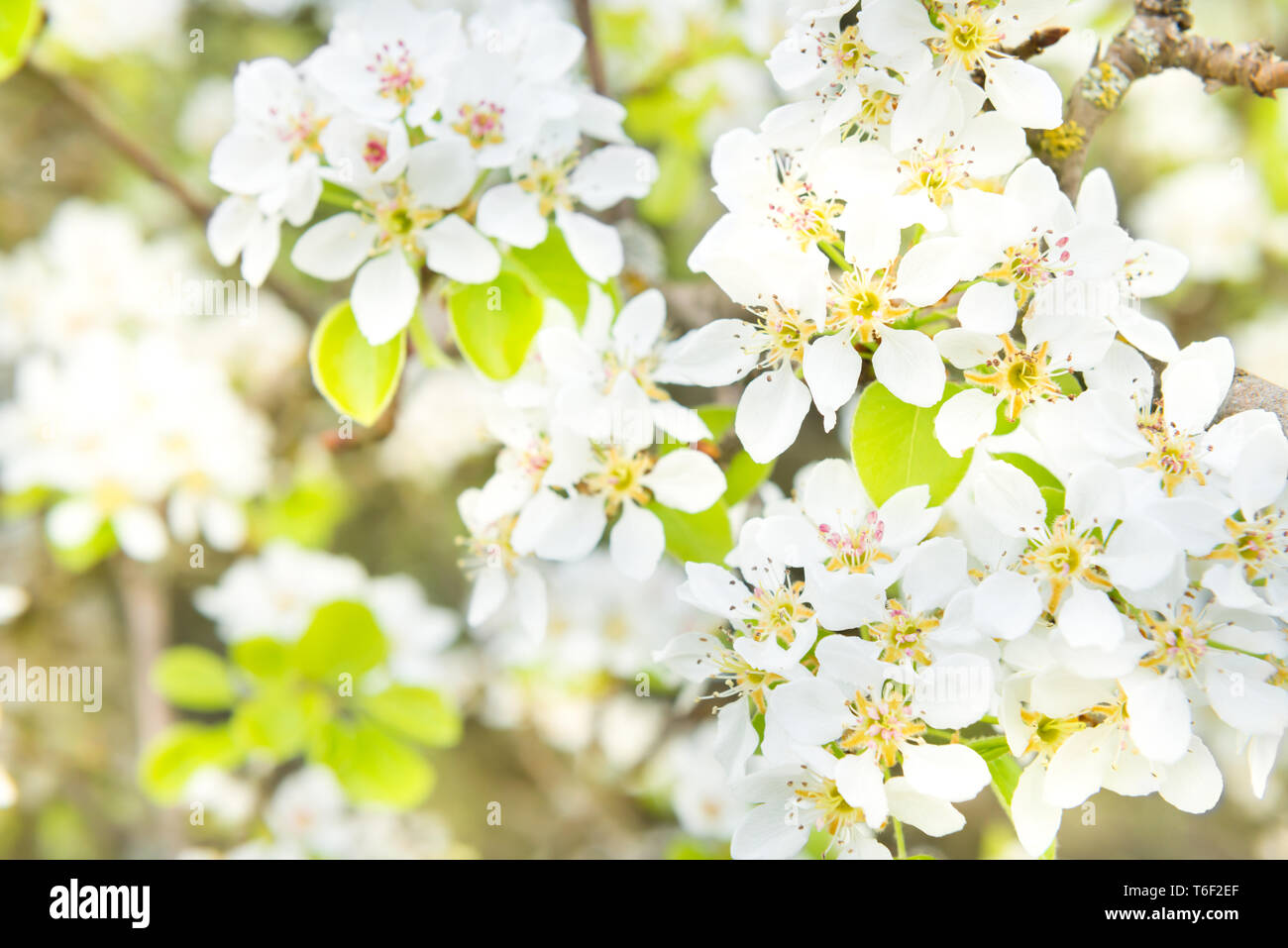 Pear tree in white flowers Stock Photo - Alamy