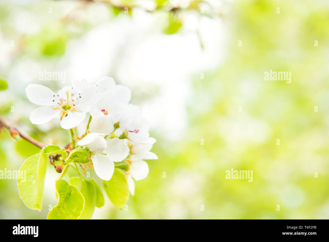 Pear tree in white flowers Stock Photo - Alamy