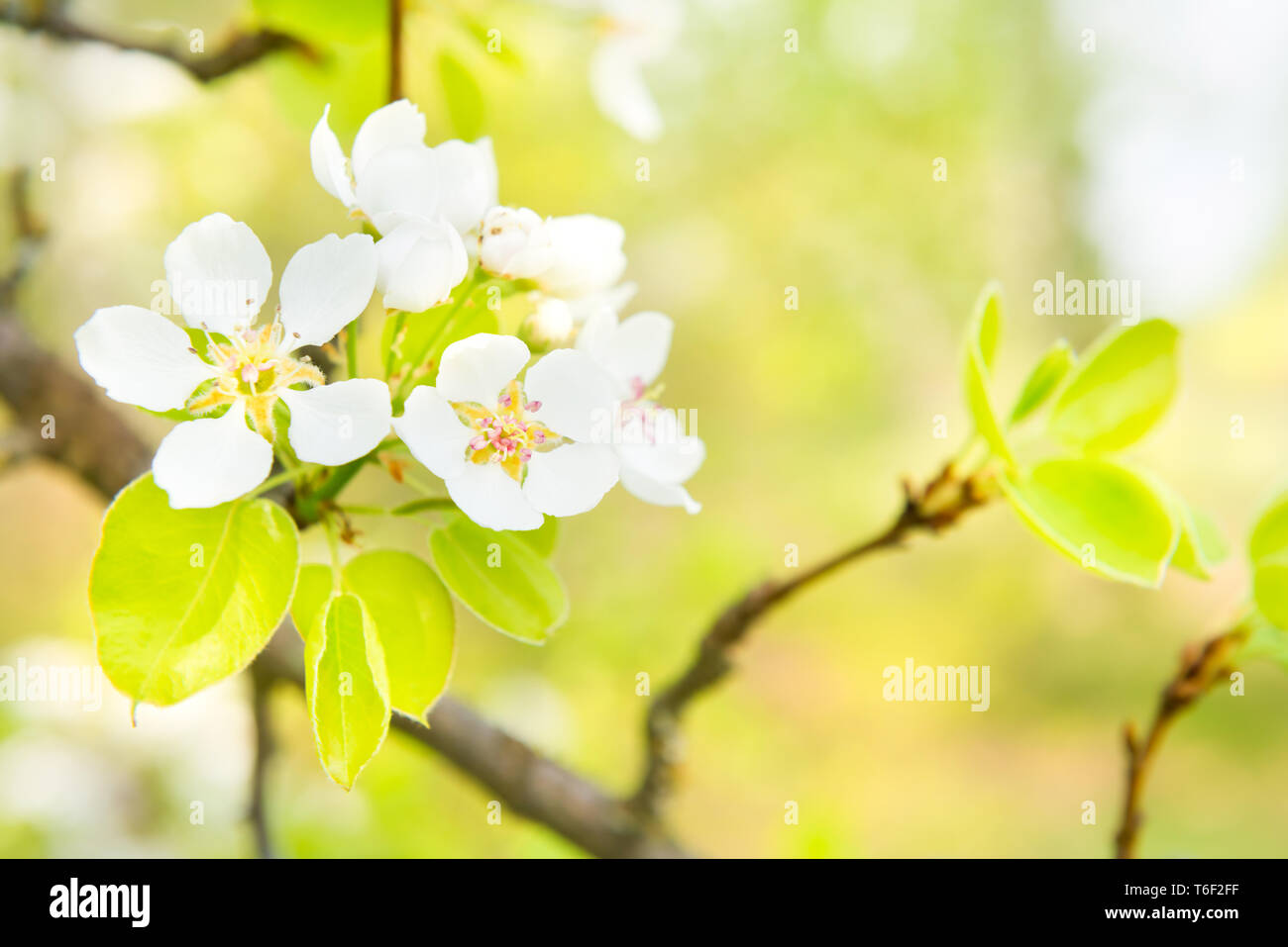 Pear tree in white flowers Stock Photo - Alamy