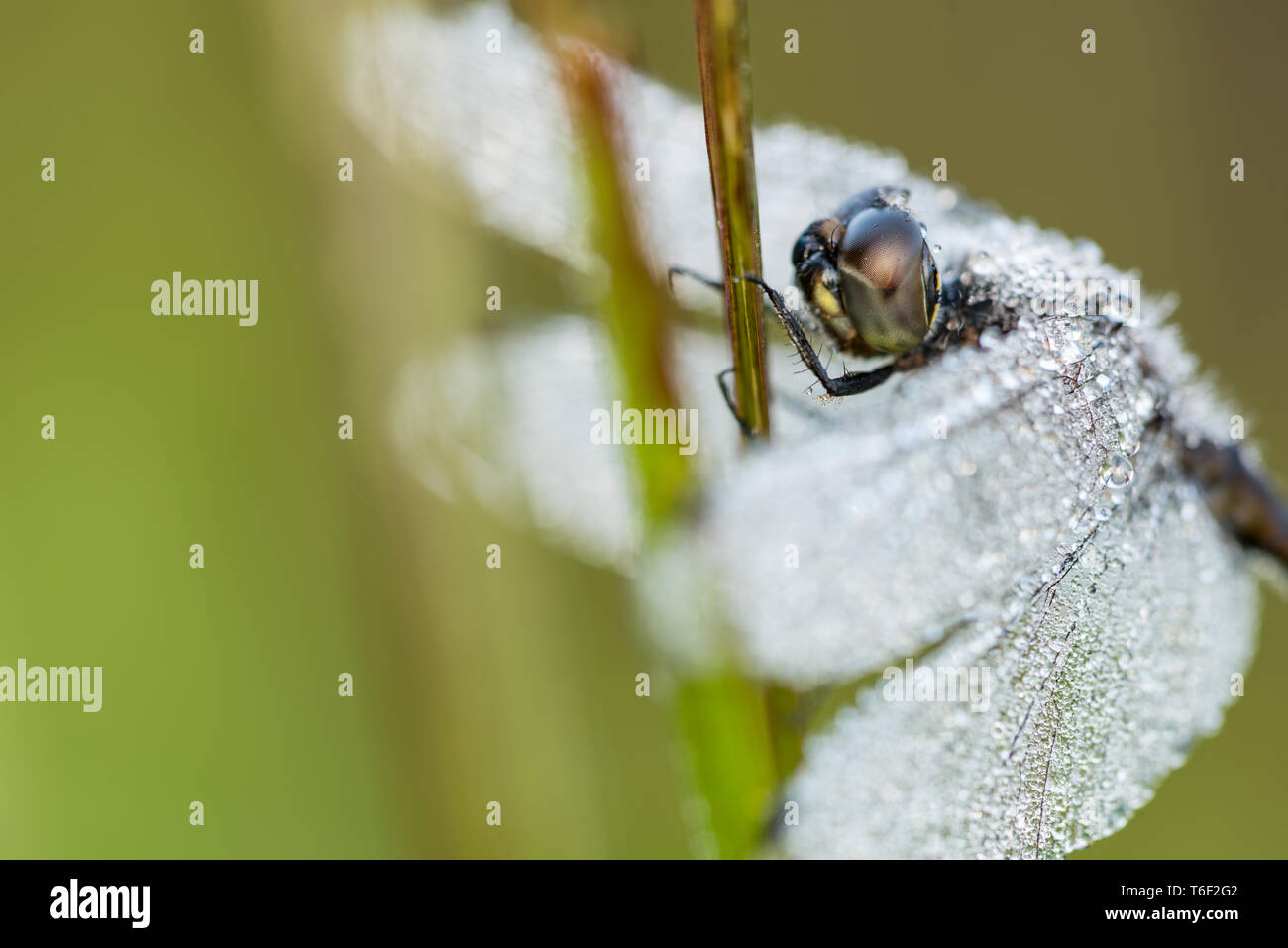 skimmer dragonfly in a German marsh Stock Photo - Alamy
