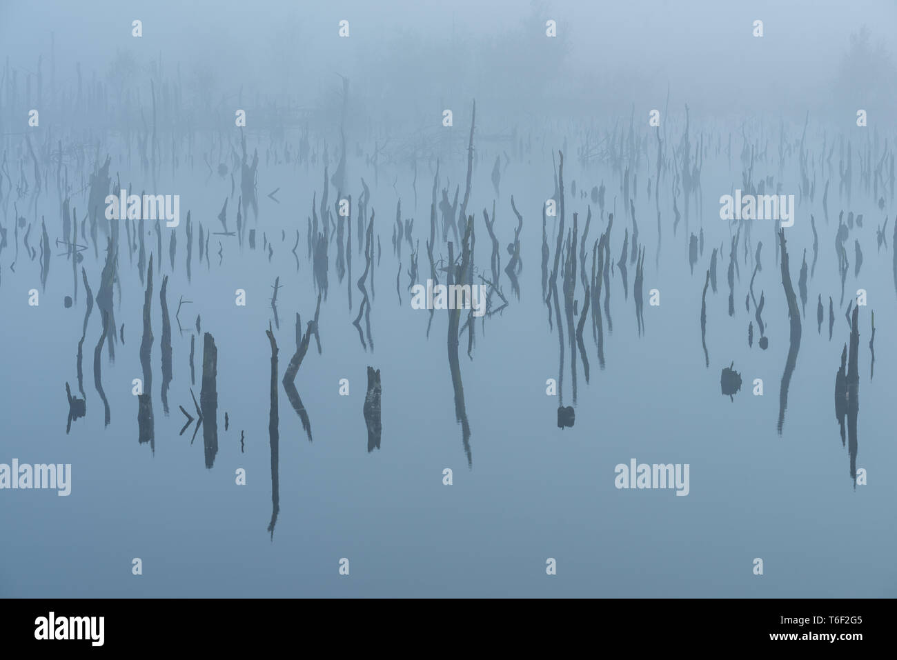 Marsh in Germany at autumn Stock Photo - Alamy