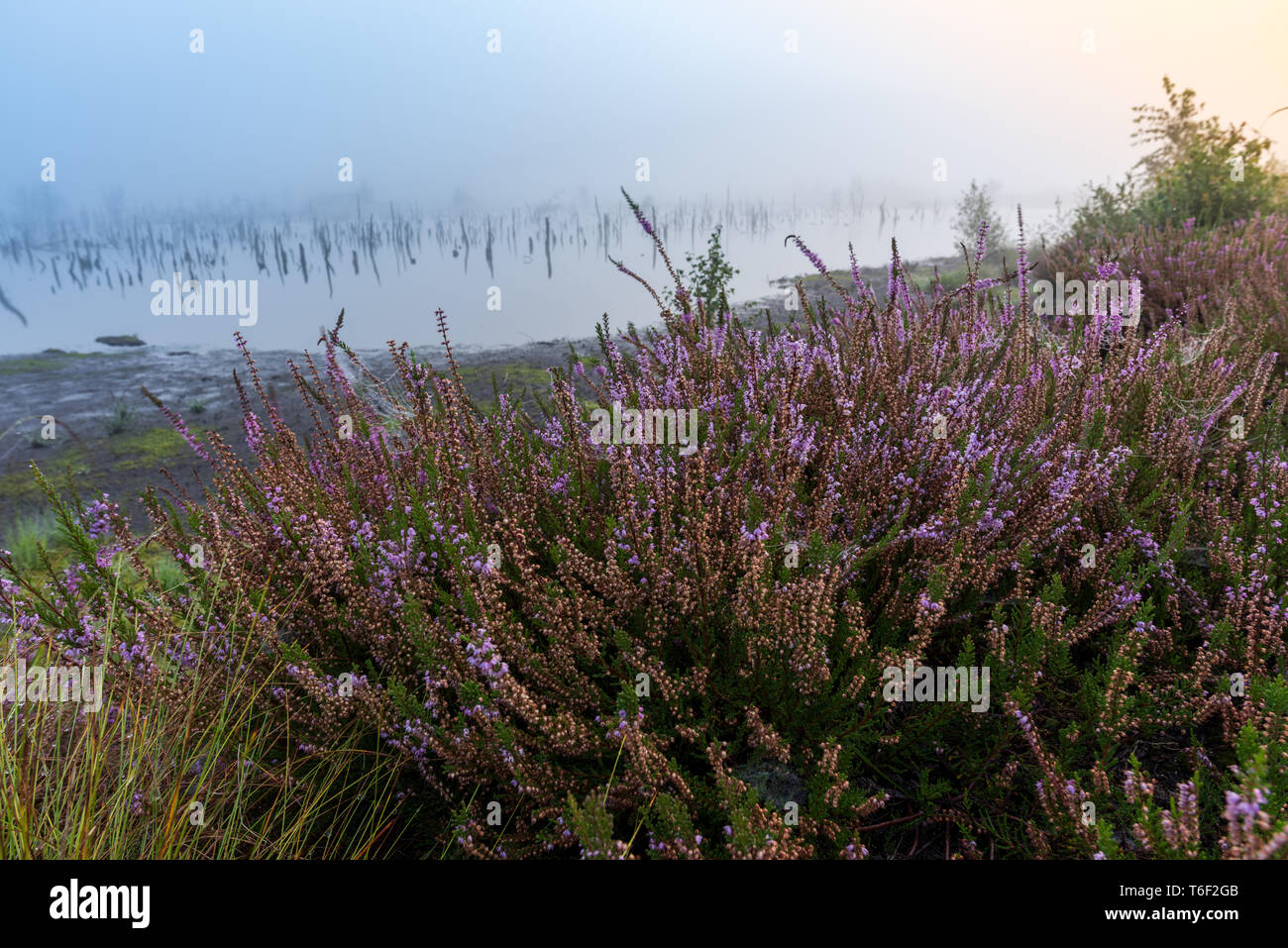 Marsh in Germany at autumn Stock Photo - Alamy
