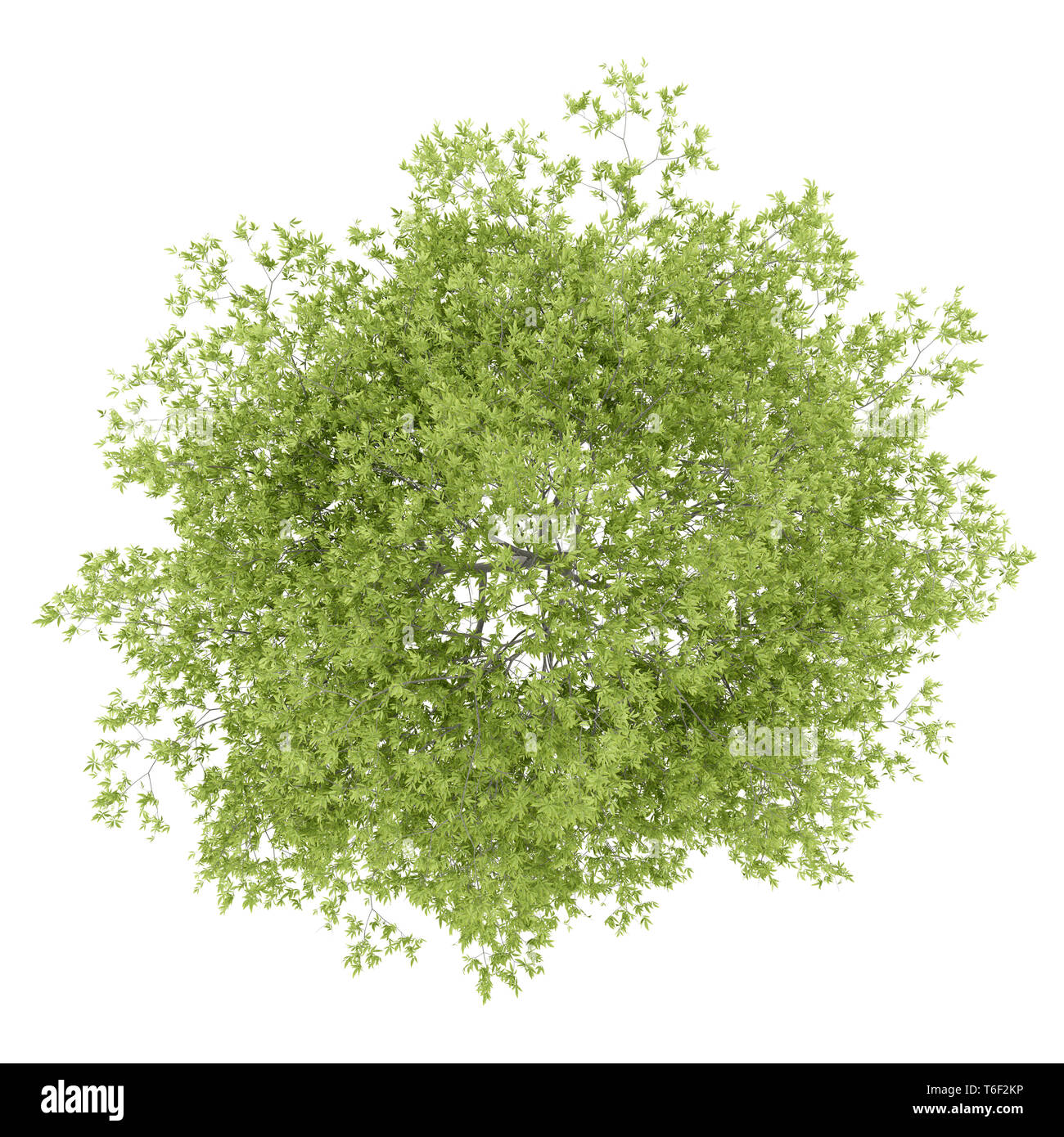 top view of peach tree isolated on white background Stock Photo - Alamy