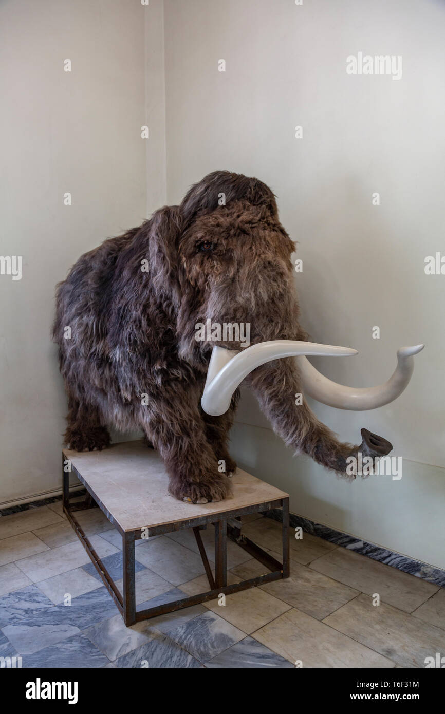 Exhibit mammoth hi-res stock photography and images - Alamy