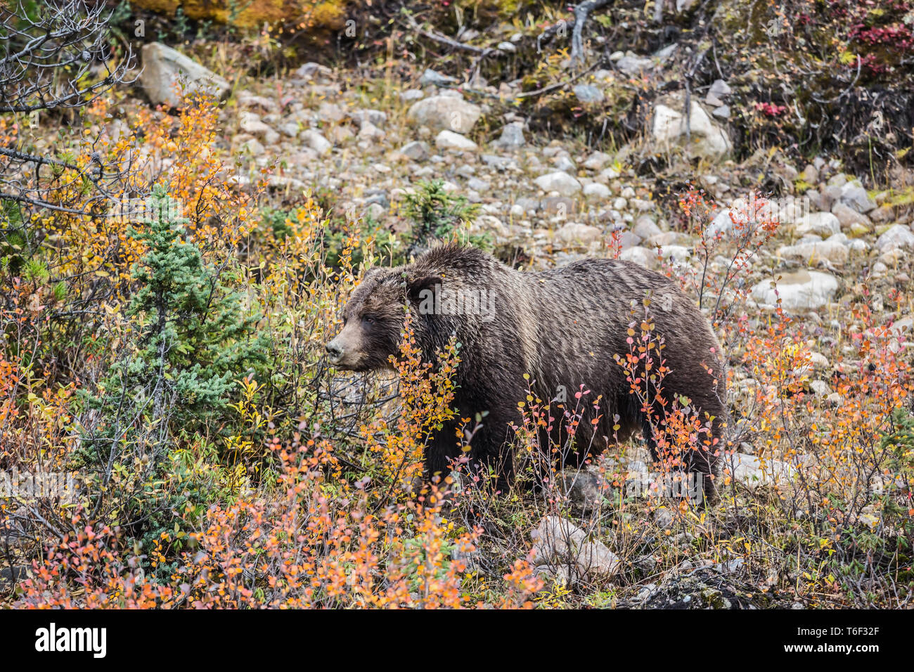 The large clumsy bear Stock Photo - Alamy