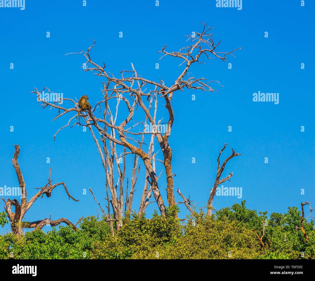 Kruger National Park Stock Photo - Alamy