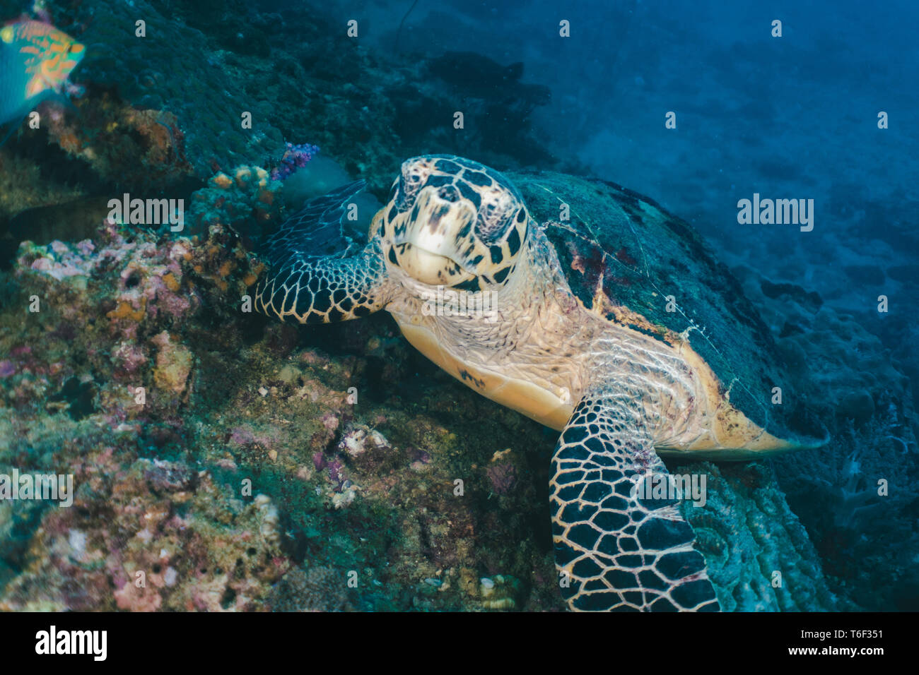 Sea Turtle looking at camera - Underwater photo of sea turtle resting ...