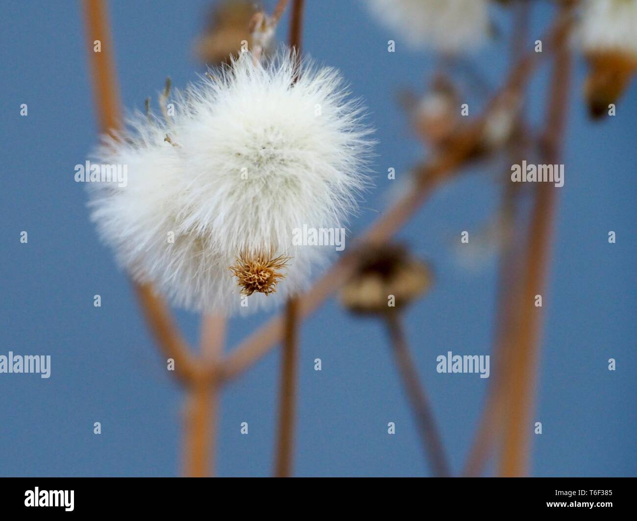 White Fluffy Seeds High Resolution Stock Photography and Images - Alamy