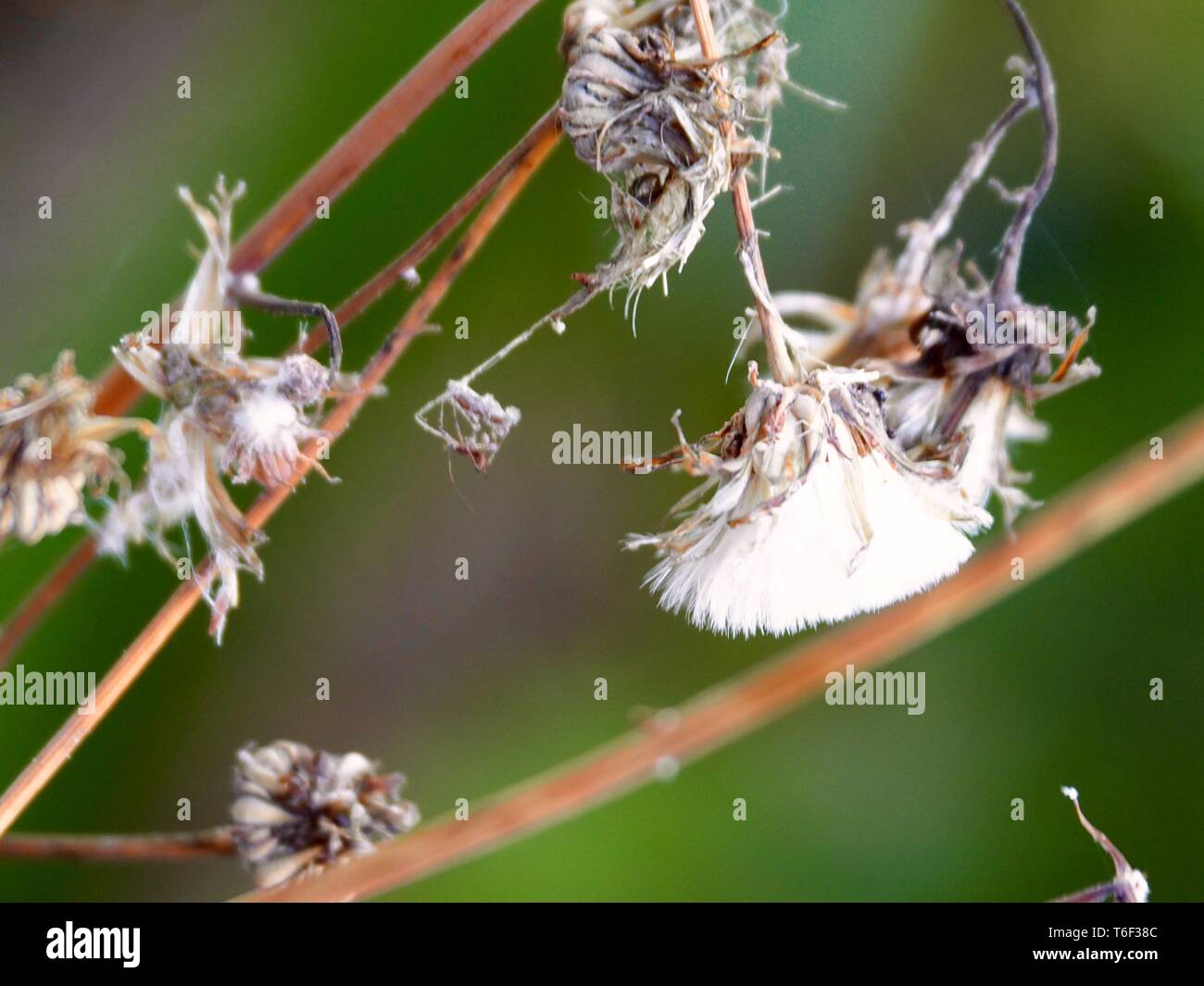 White Fluffy Seeds High Resolution Stock Photography and Images - Alamy