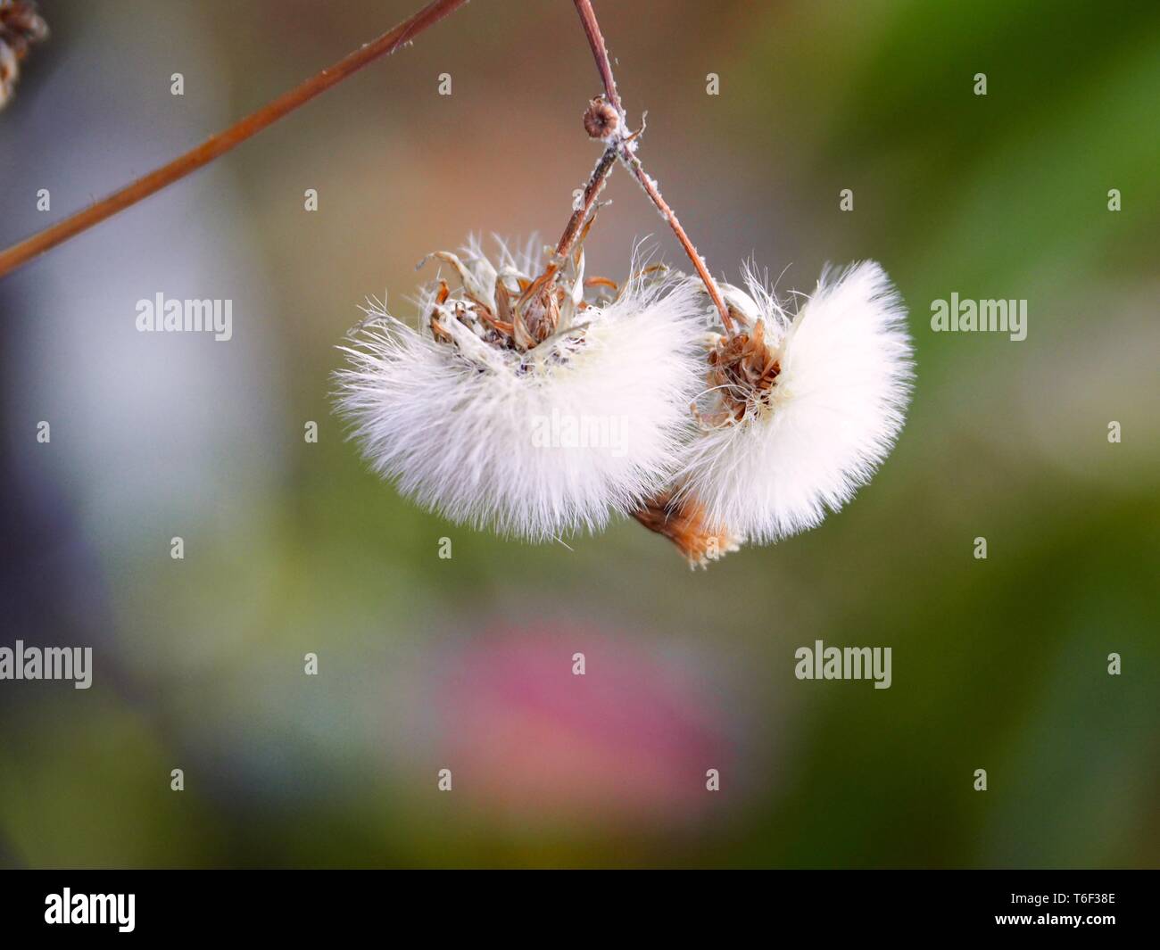 White Fluffy Seeds High Resolution Stock Photography and Images - Alamy