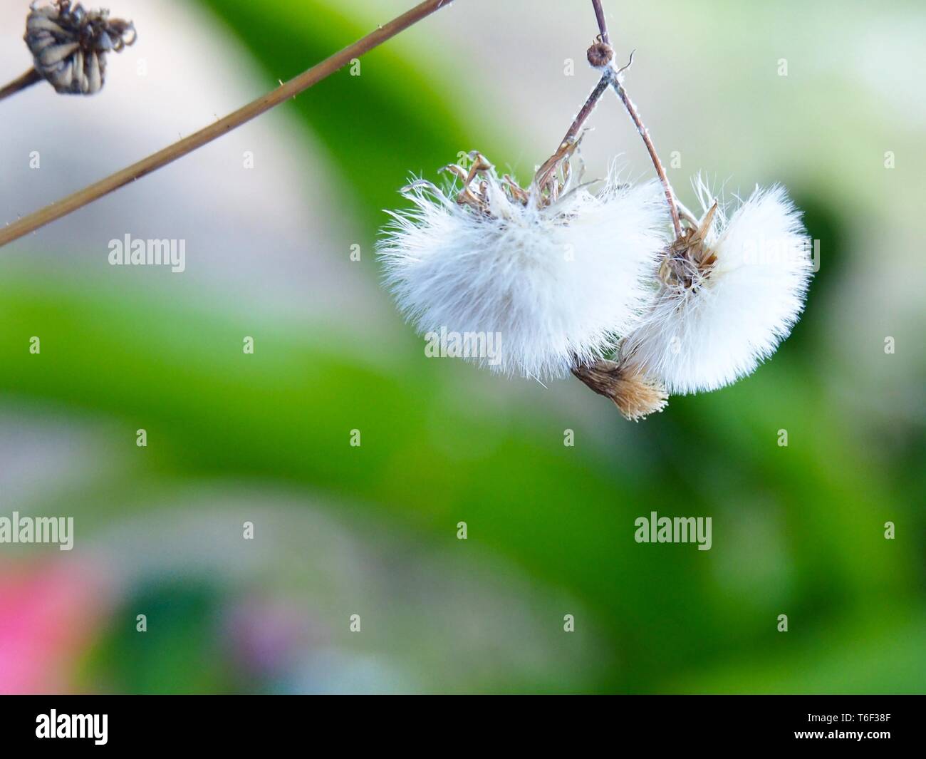 White Fluffy Seeds High Resolution Stock Photography and Images - Alamy
