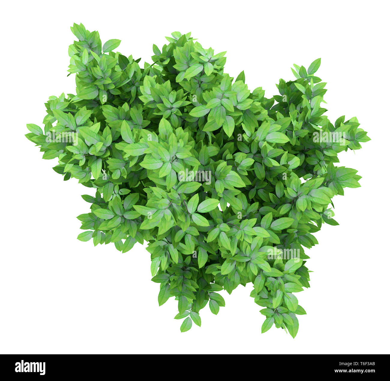 top view of orange tree isolated on white background Stock Photo - Alamy