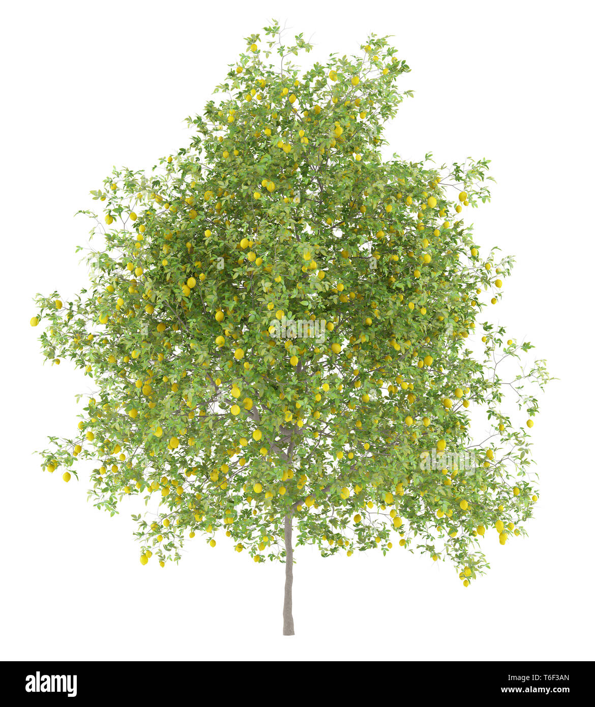 lemon tree with lemons isolated on white background Stock Photo - Alamy