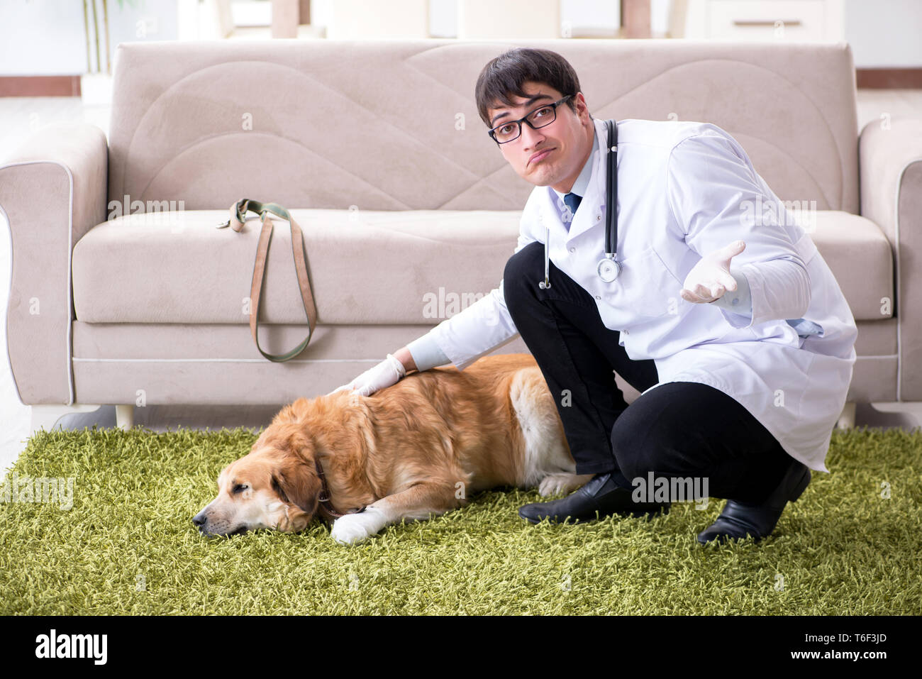Vet doctor examining golden retriever dog at home visit Stock Photo - Alamy