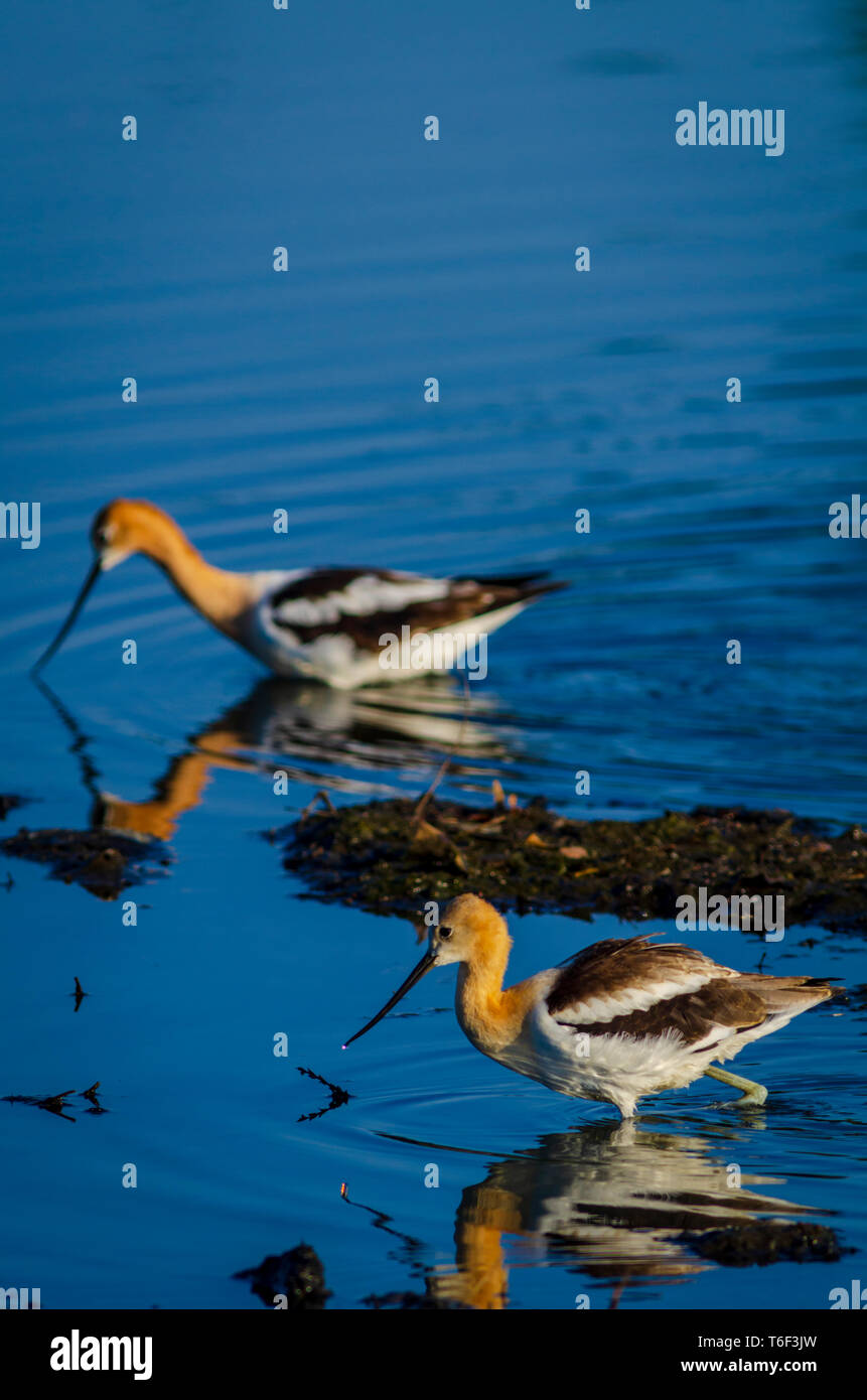 Long legged insects hi-res stock photography and images - Alamy