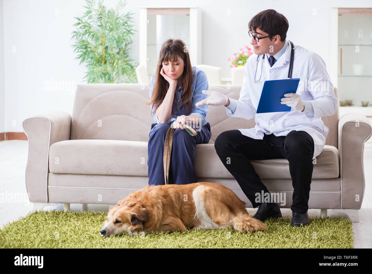 Vet doctor visiting golden retriever dog at home Stock Photo - Alamy
