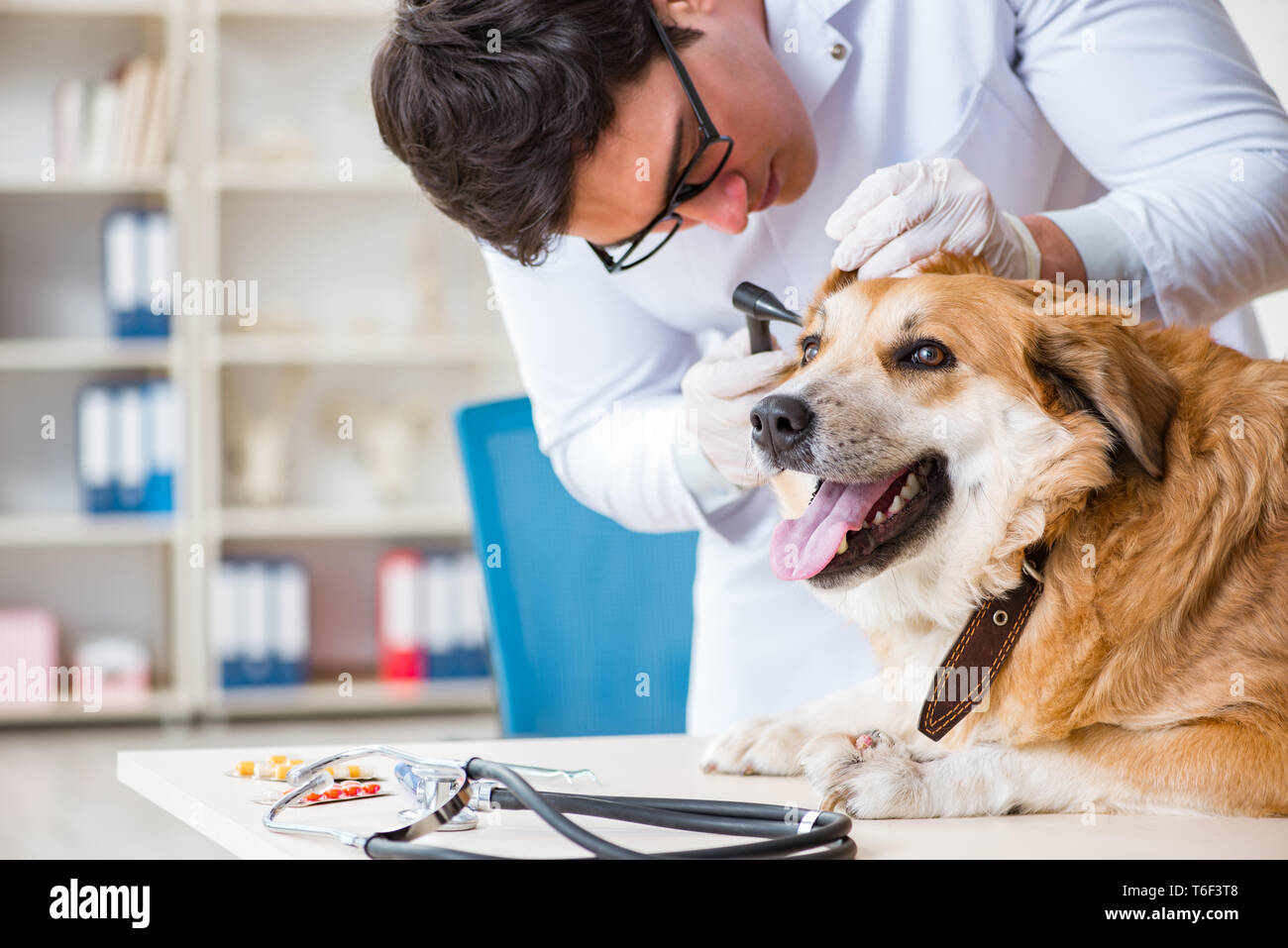 Doctor examining golden retriever dog in vet clinic Stock Photo - Alamy