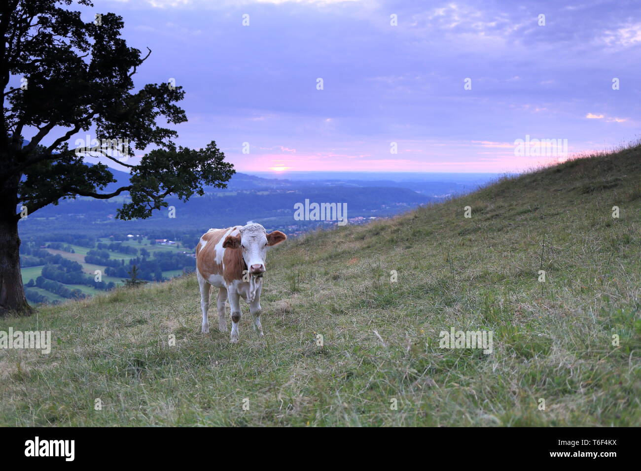 One cow hi-res stock photography and images - Alamy