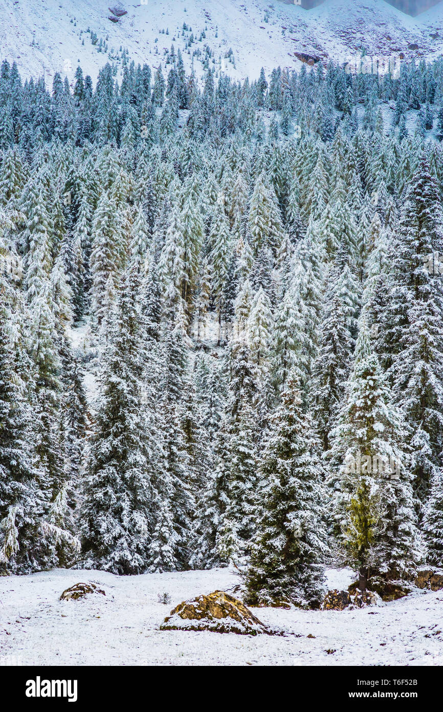 Evergreen forests hi-res stock photography and images - Alamy