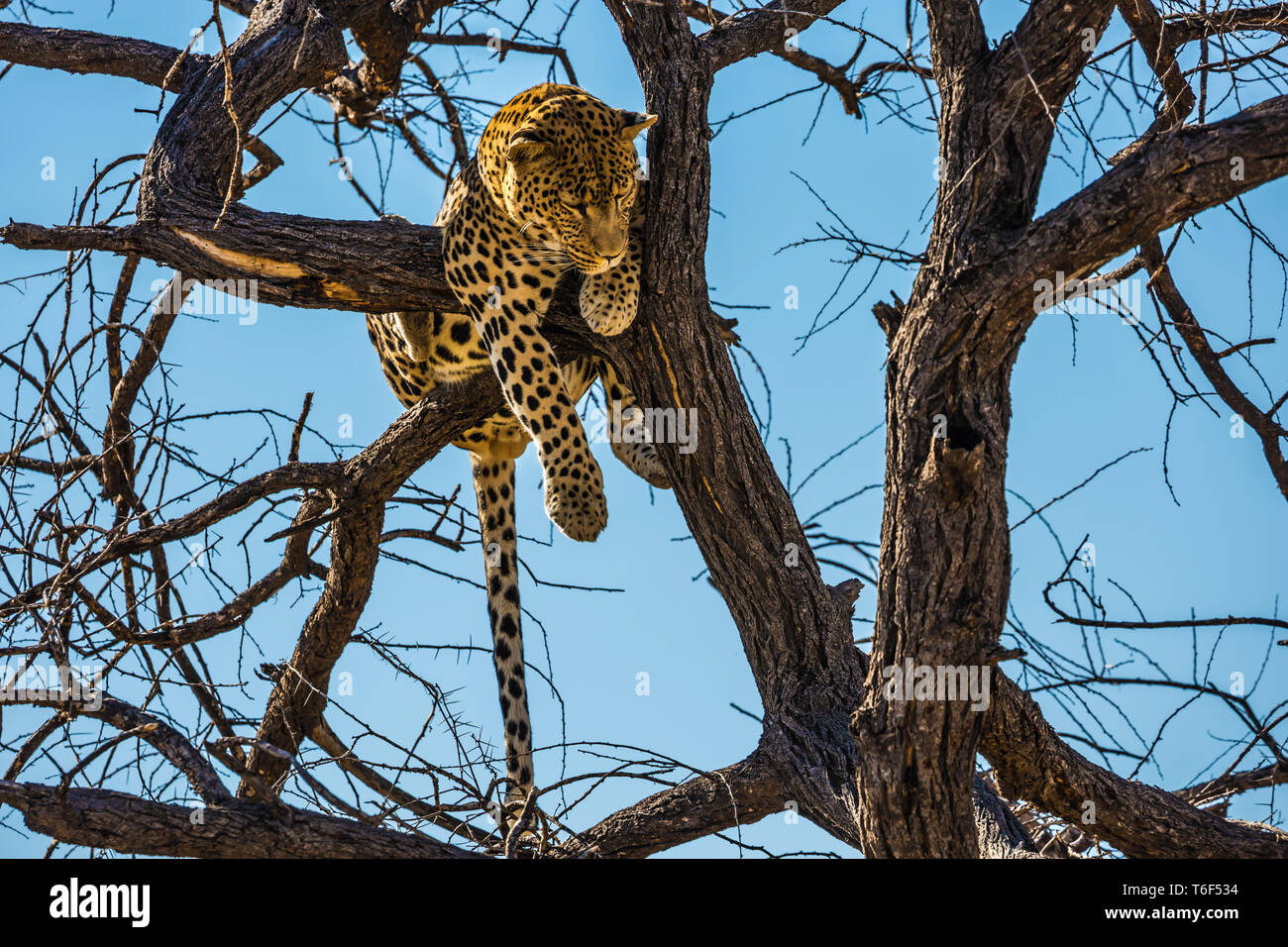 Happy spotted leopard after feeding Stock Photo - Alamy