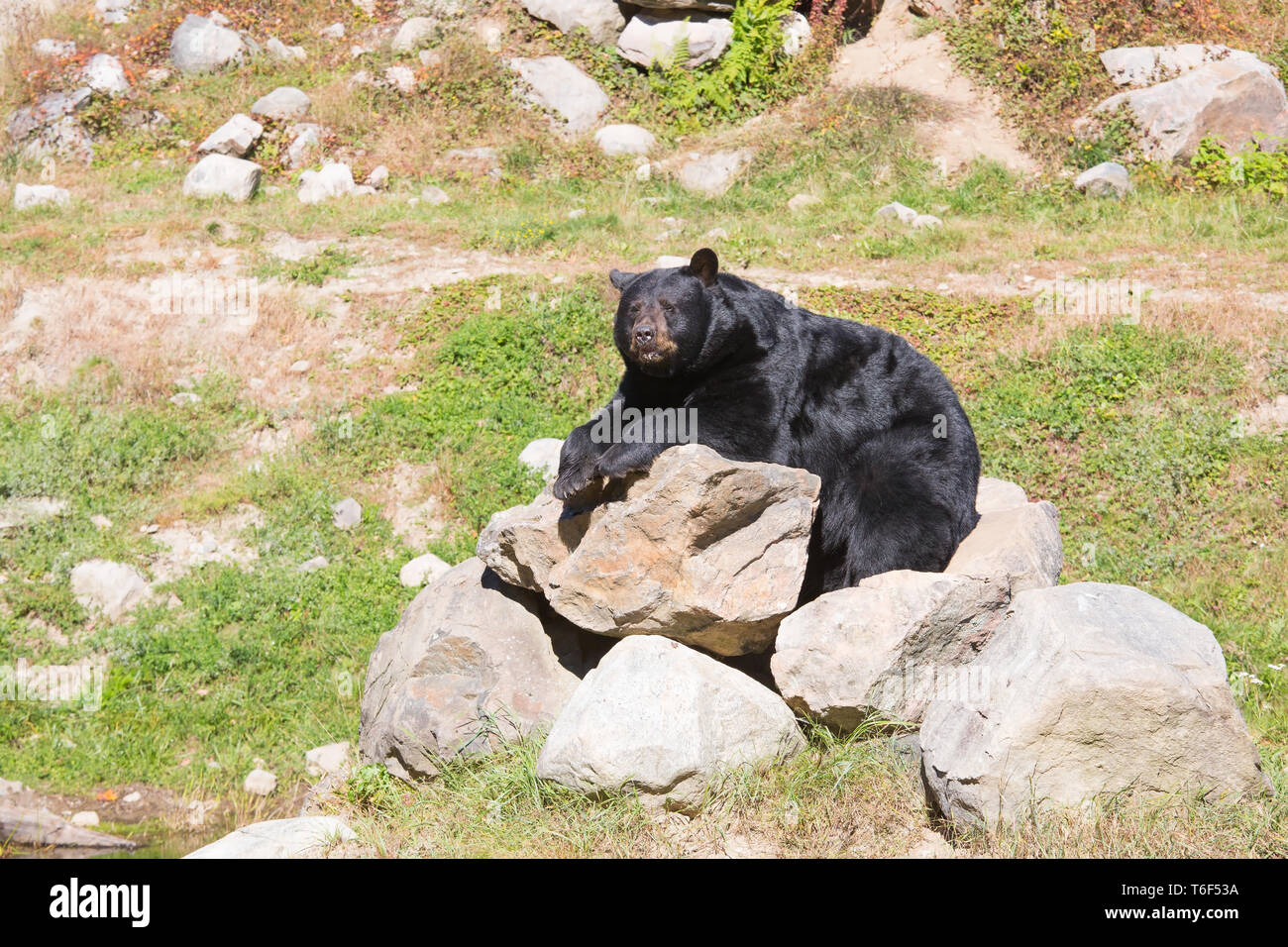 Wild black bear resting on white rocks Stock Photo - Alamy