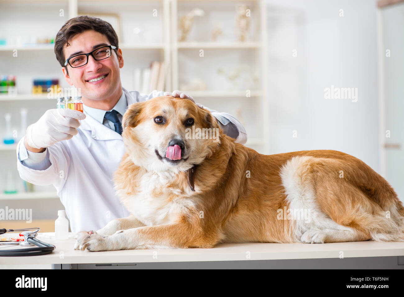 Doctor examining golden retriever dog in vet clinic Stock Photo - Alamy