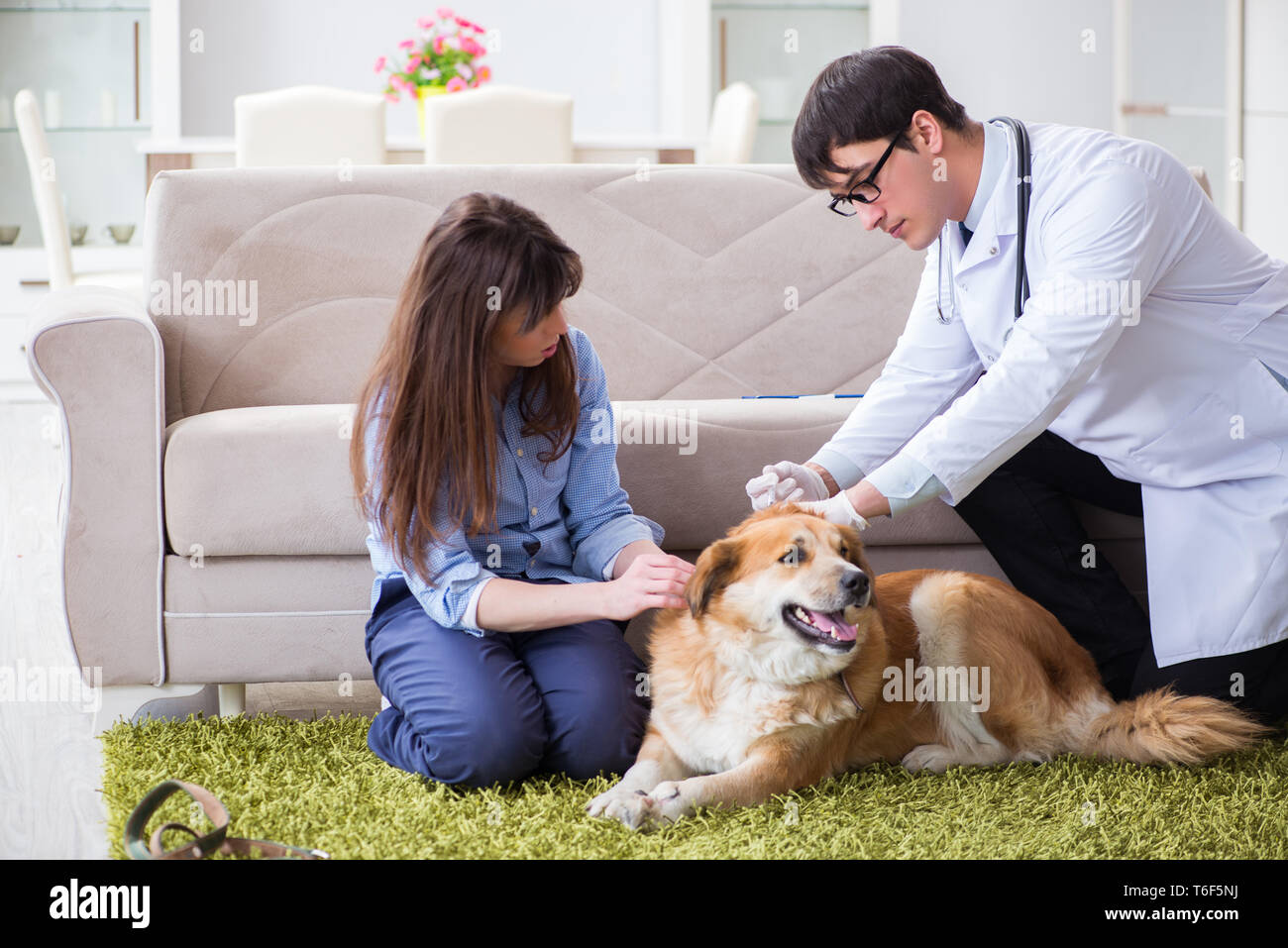 Man dog care ill home hi-res stock photography and images - Alamy